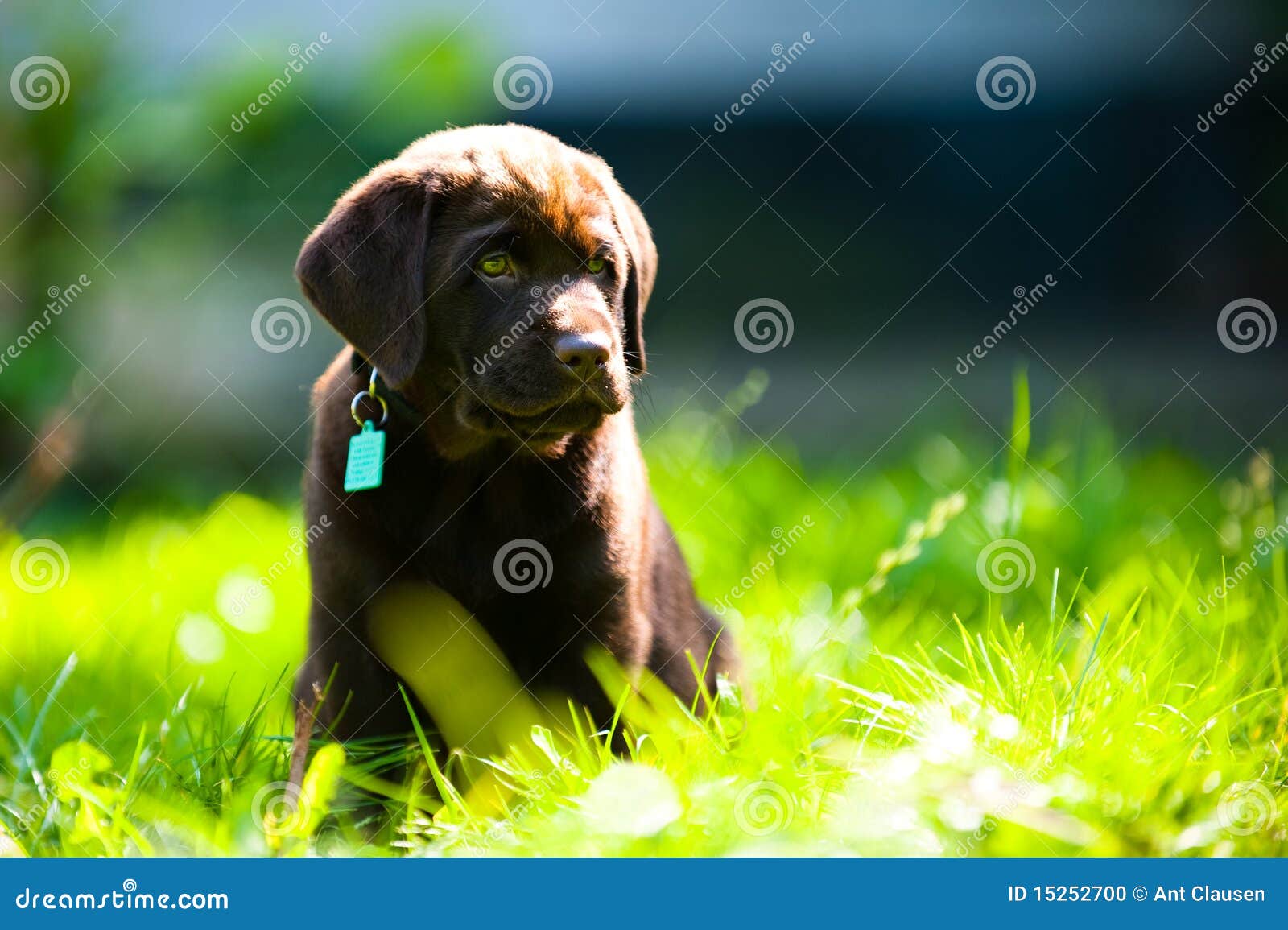 Cute Labrador Puppy Lying in Sun and Grass Stock Photo - Image of ...