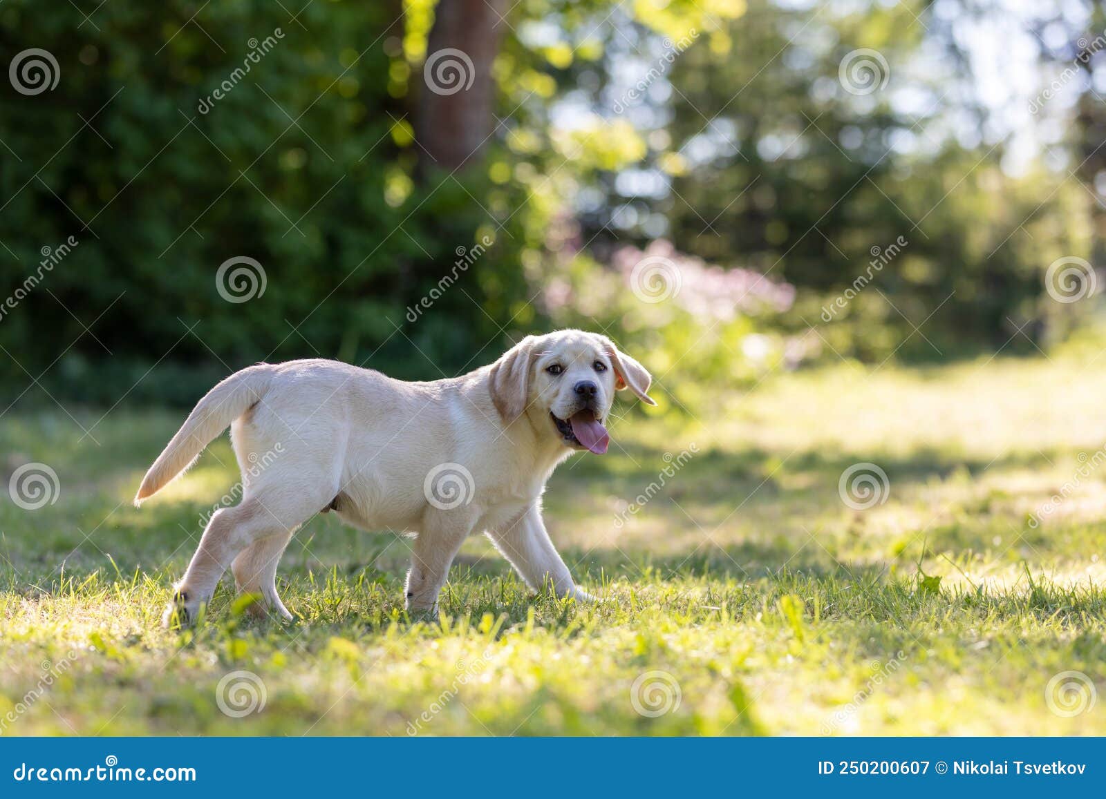 Cute labrador puppy stock image. Image of playing, breed - 250200607