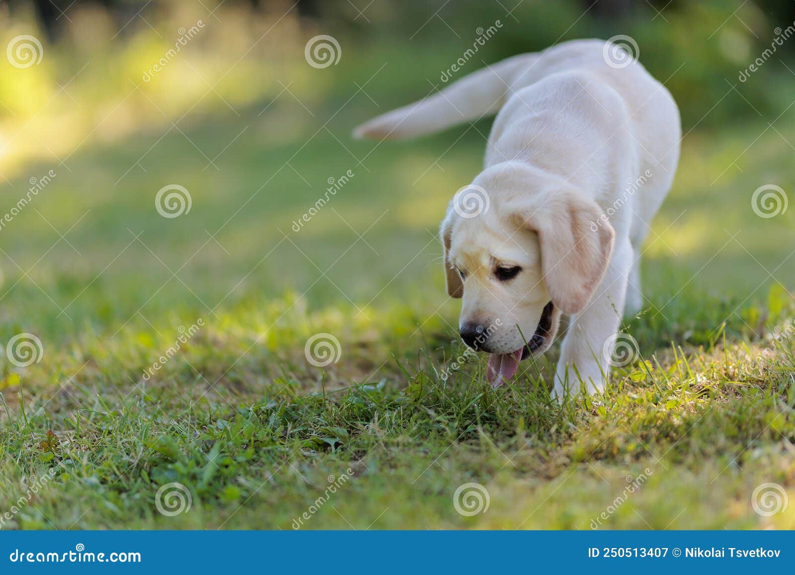 Cute labrador puppy stock image. Image of baby, look - 250513407