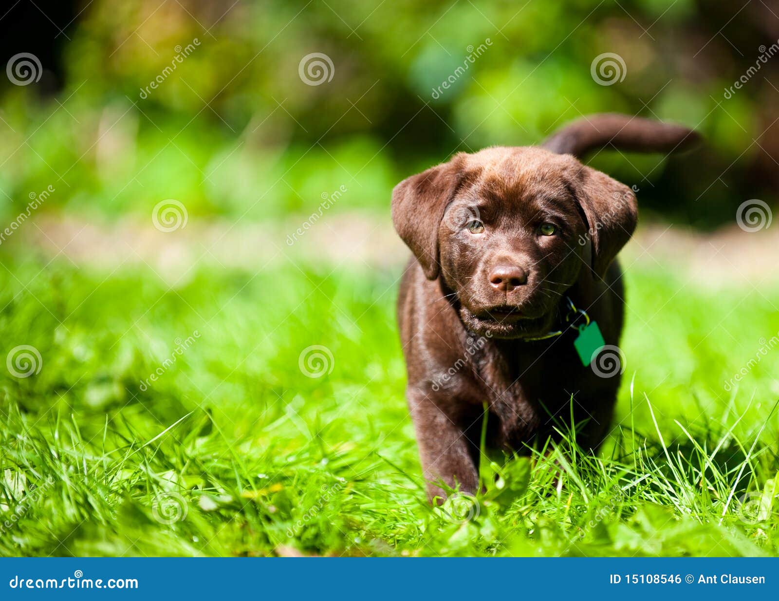Cute Labrador Puppy Playing in Green Grass Stock Photo - Image of brown ...