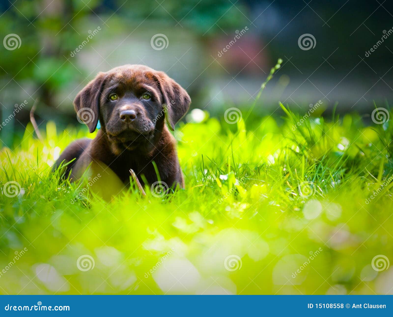 Cute Labrador Puppy Dog Lying Down In Grass With Tennis Ball In Mouth ...