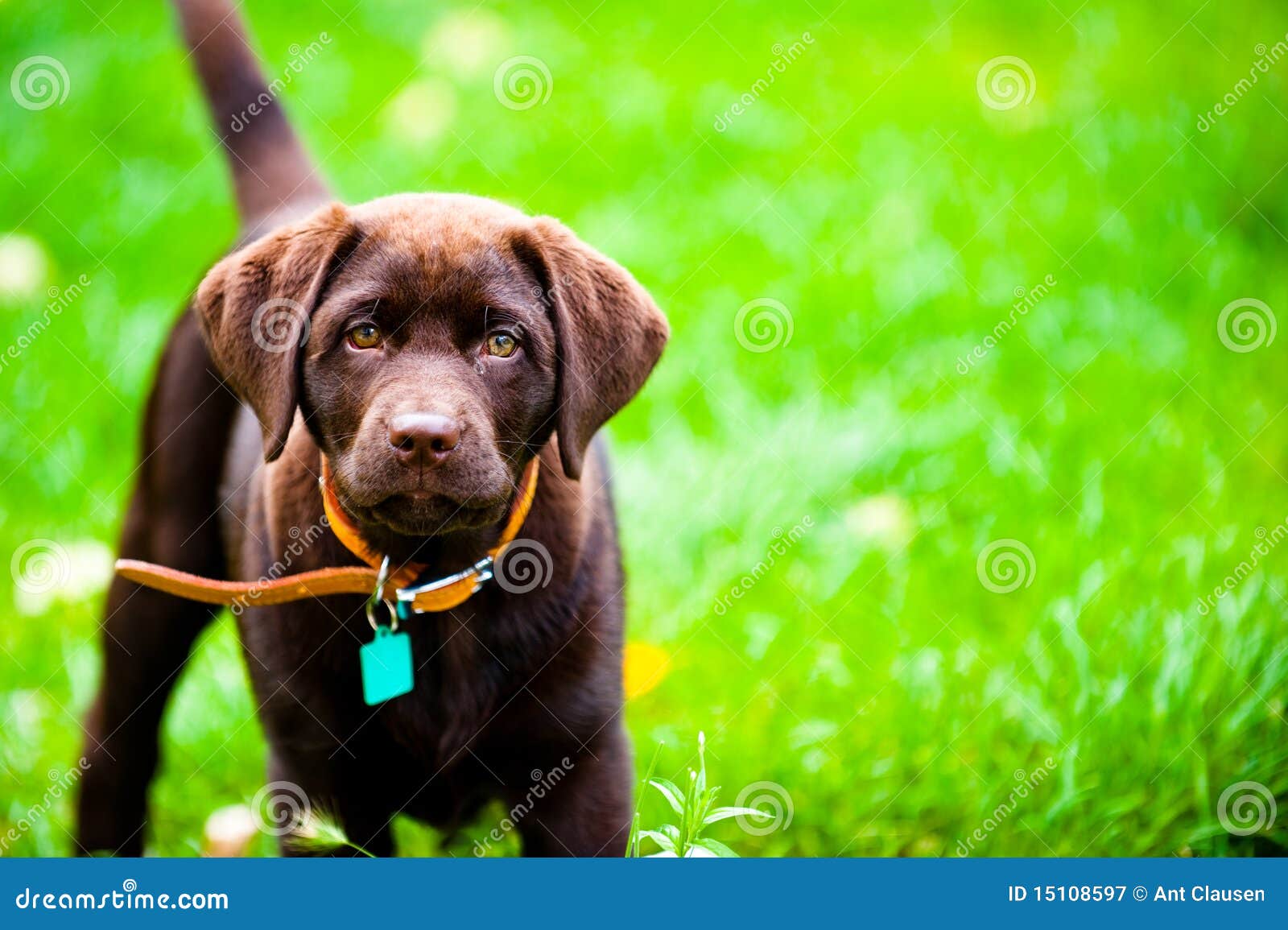 Cute Labrador Puppy Playing in Green Grass Stock Image - Image of ...