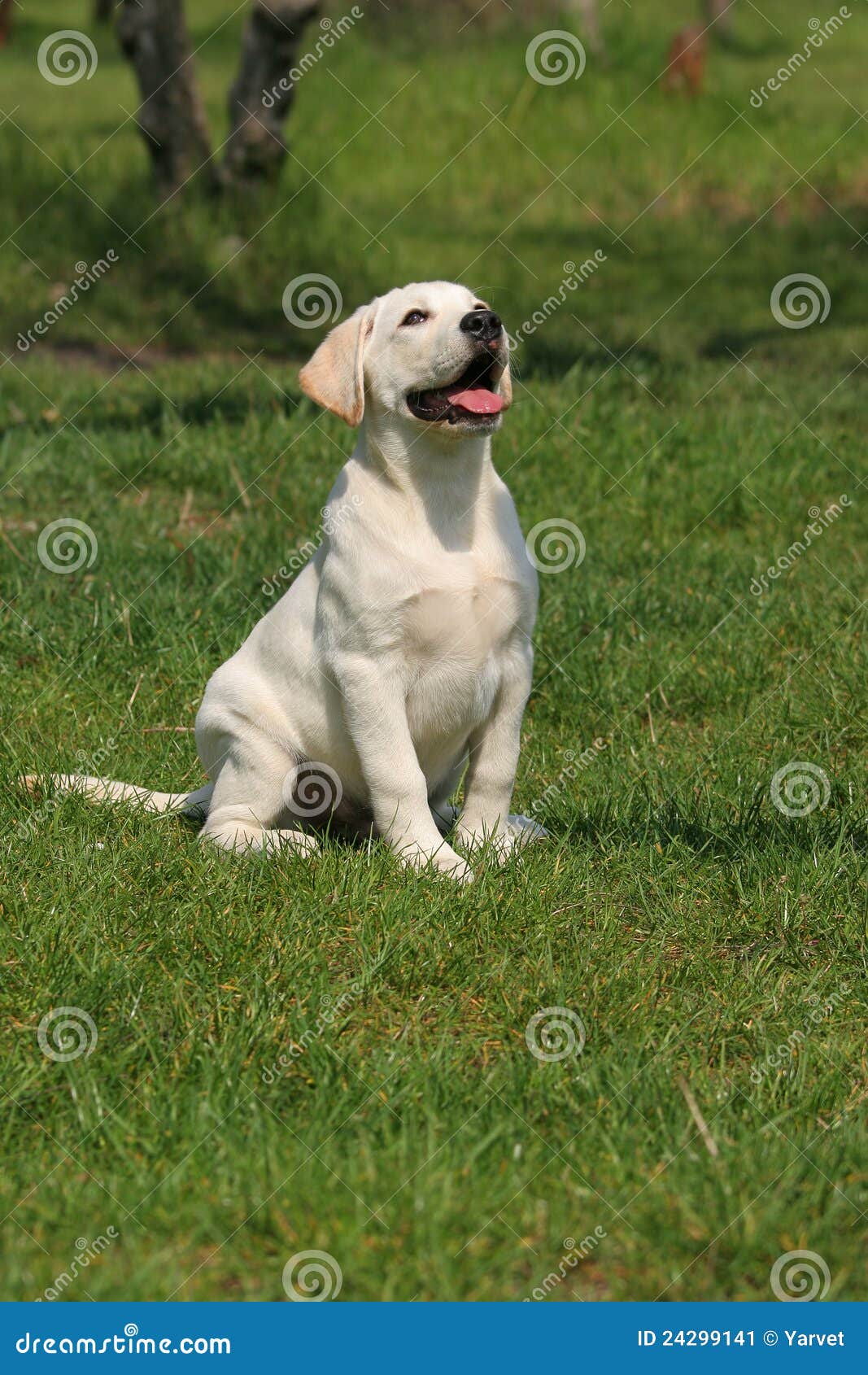 Cute Labrador Puppy Sitting on the Grass Stock Image - Image of grass ...