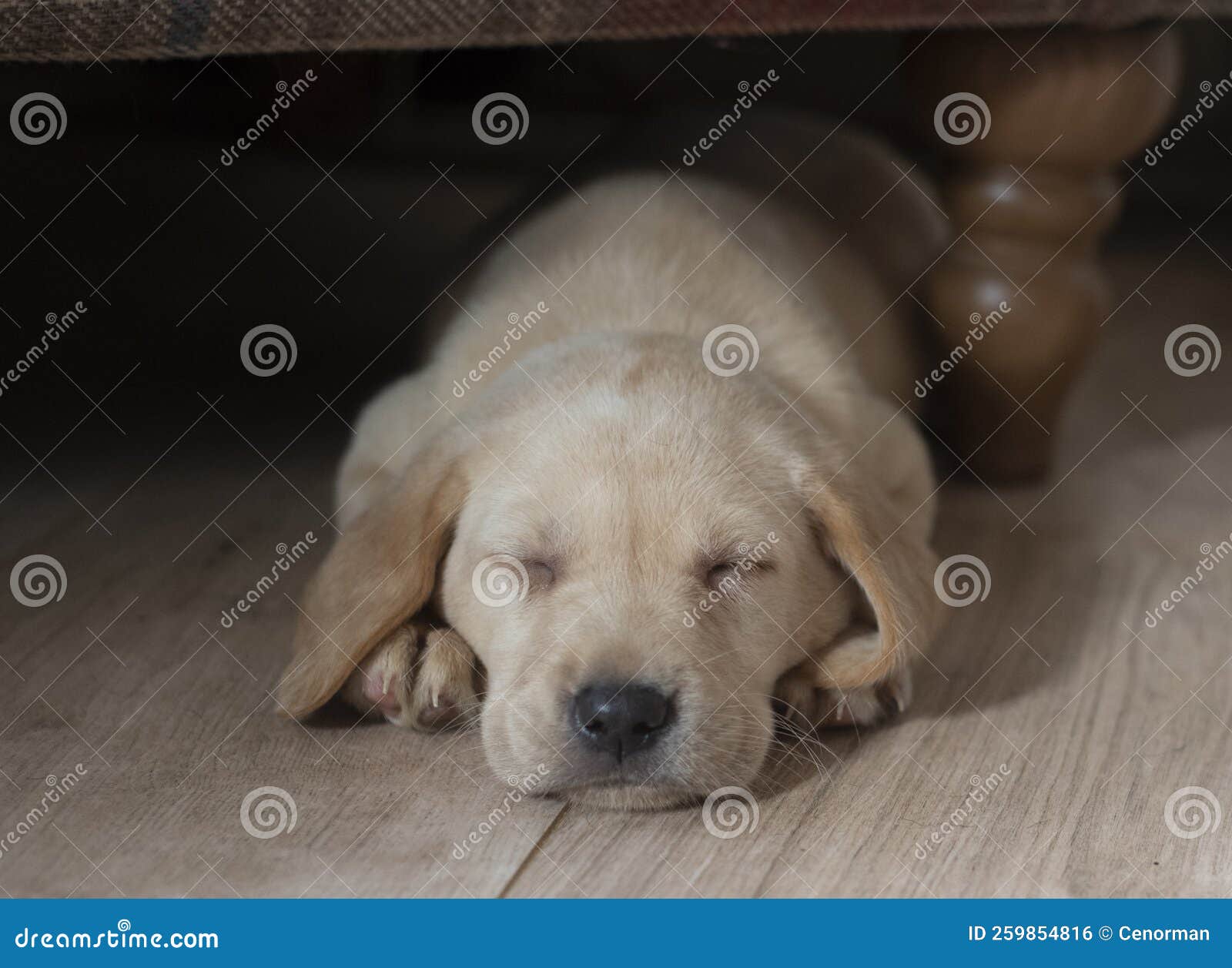 Cute Labrador Puppy Sleeping Stock Photo - Image of sleeping, cute ...