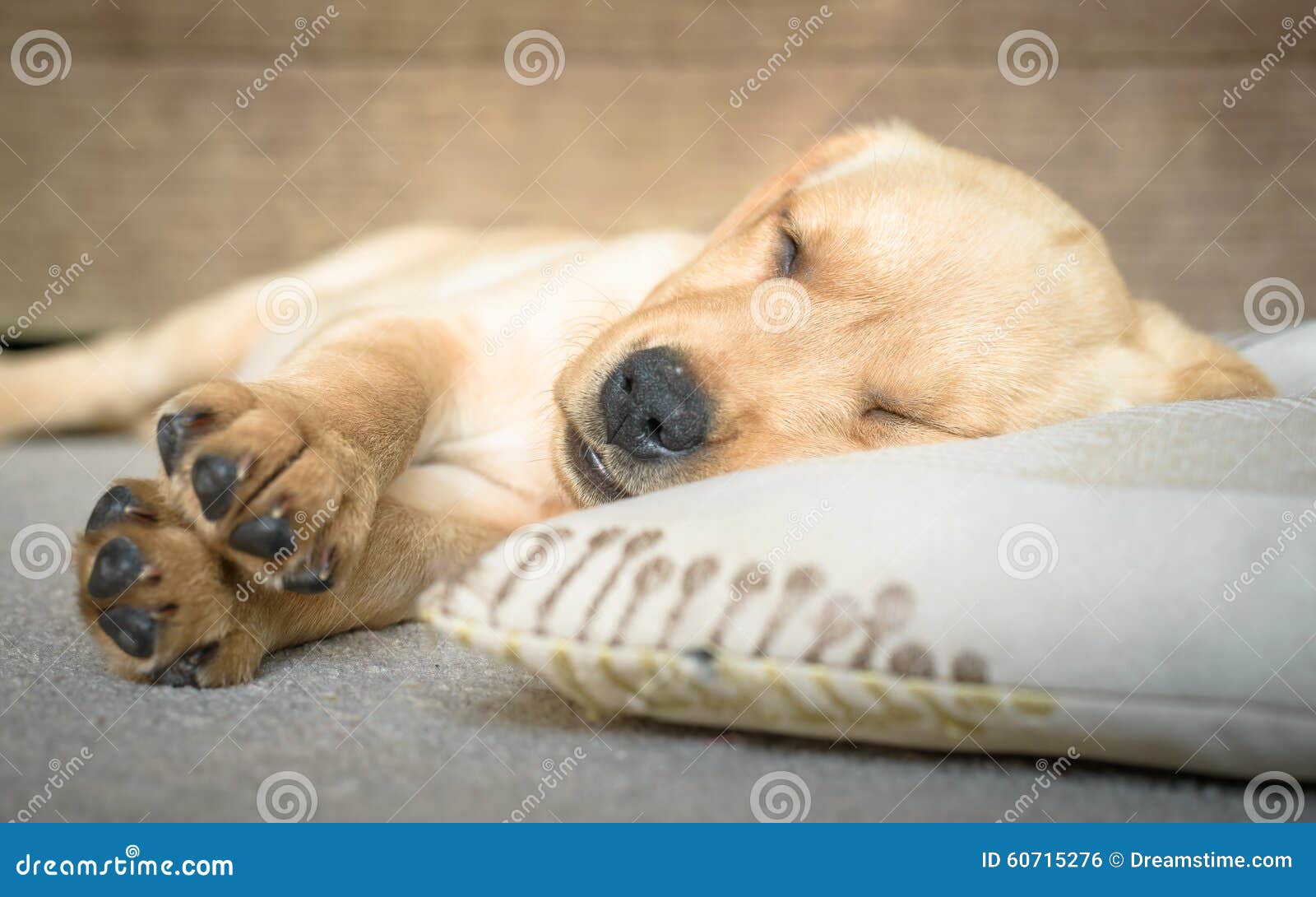 Cute Labrador Puppy Sleeping Stock Photo - Image of little, sleeping ...