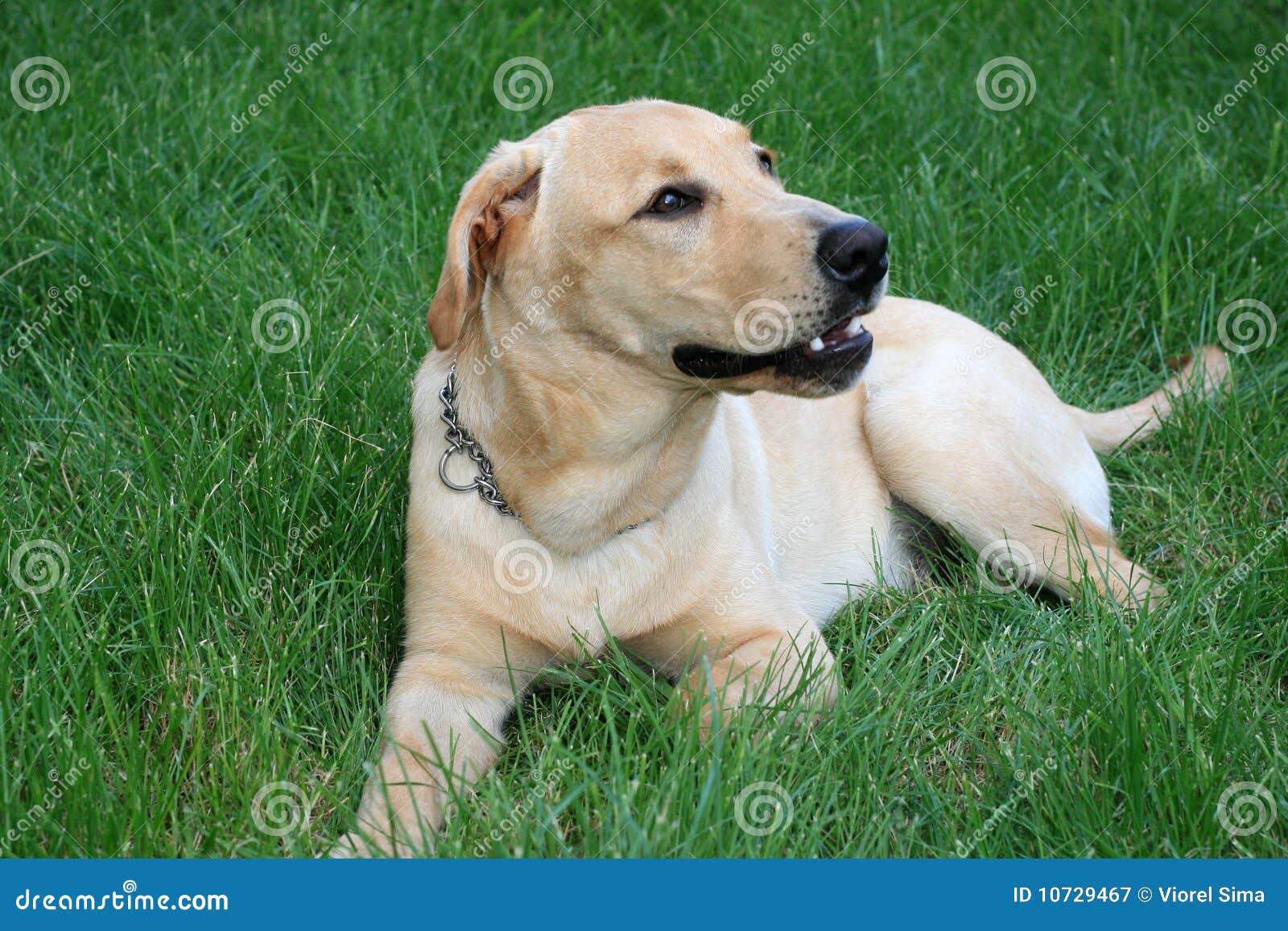 Cute labrador retriever stock image. Image of happy, april - 10729467