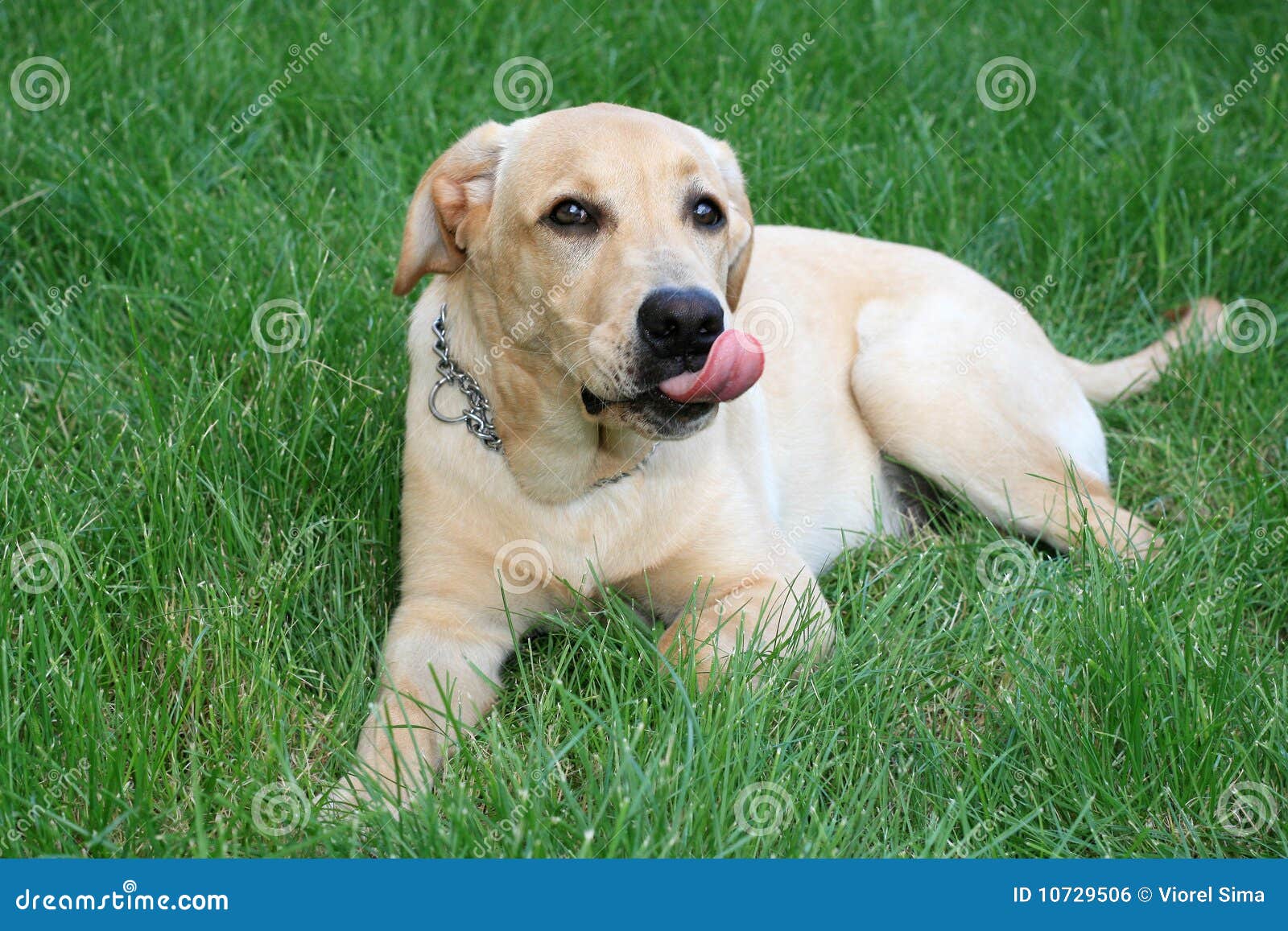 Cute labrador retriever stock photo. Image of pretty - 10729506
