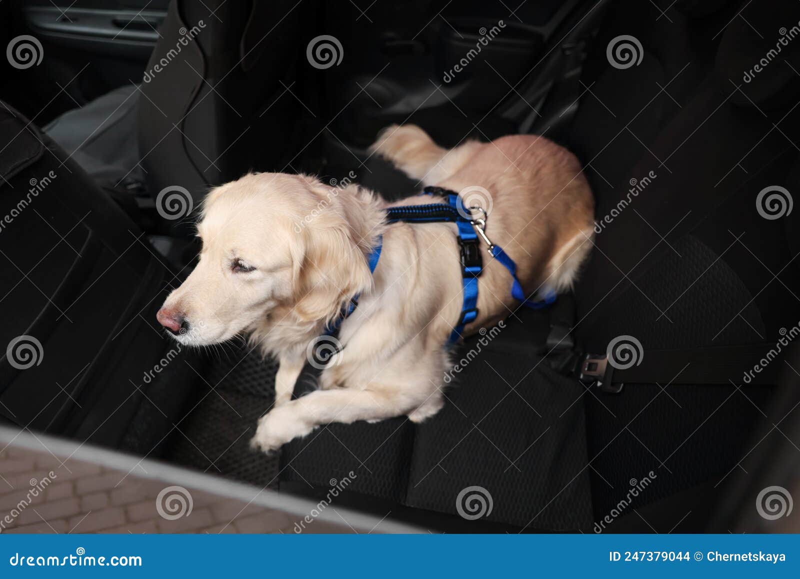 Cute Labrador Retriever in Car. Adorable Pet Stock Photo - Image of ...