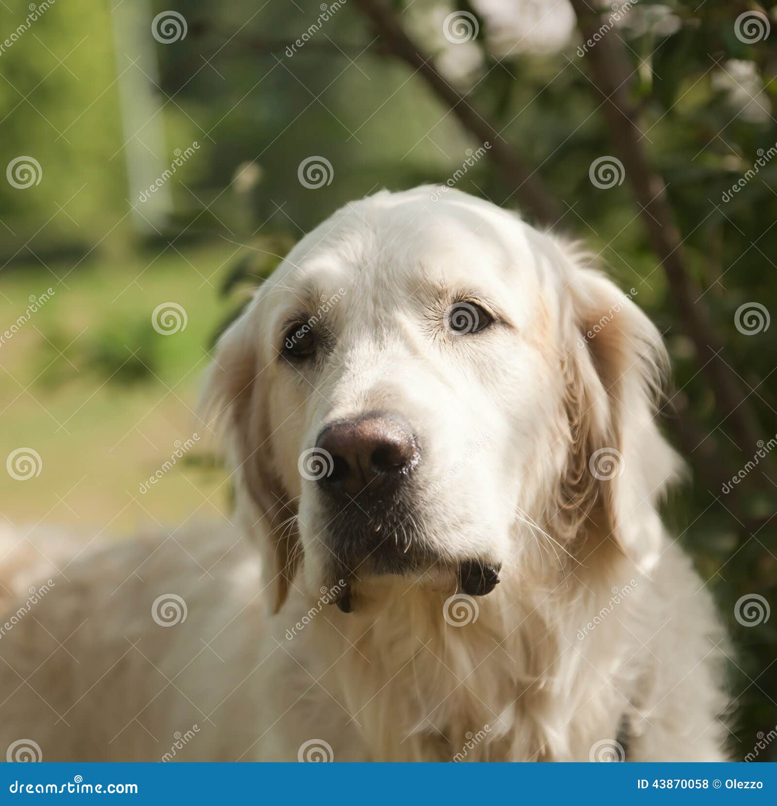 Cute Labrador Retriever, Close-up. in the Soft Focus. Stock Photo ...