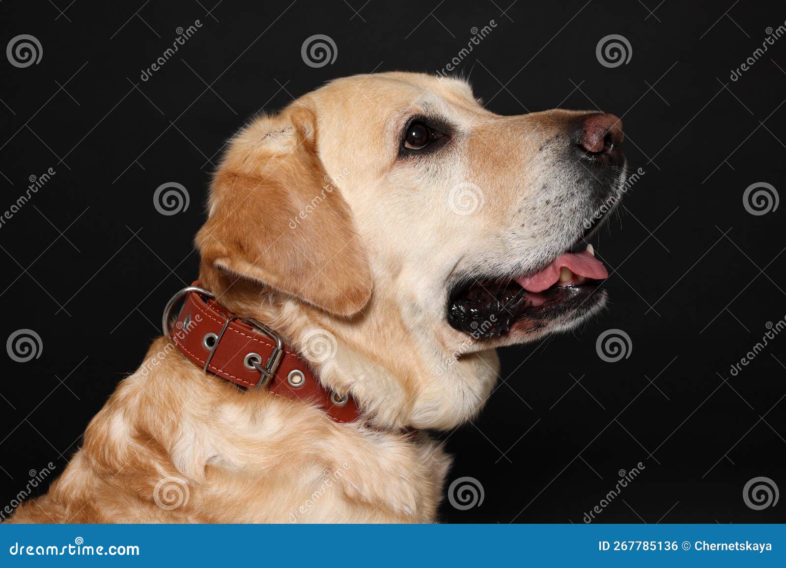 Cute Labrador Retriever in Dog Collar on Black Background Stock Photo ...
