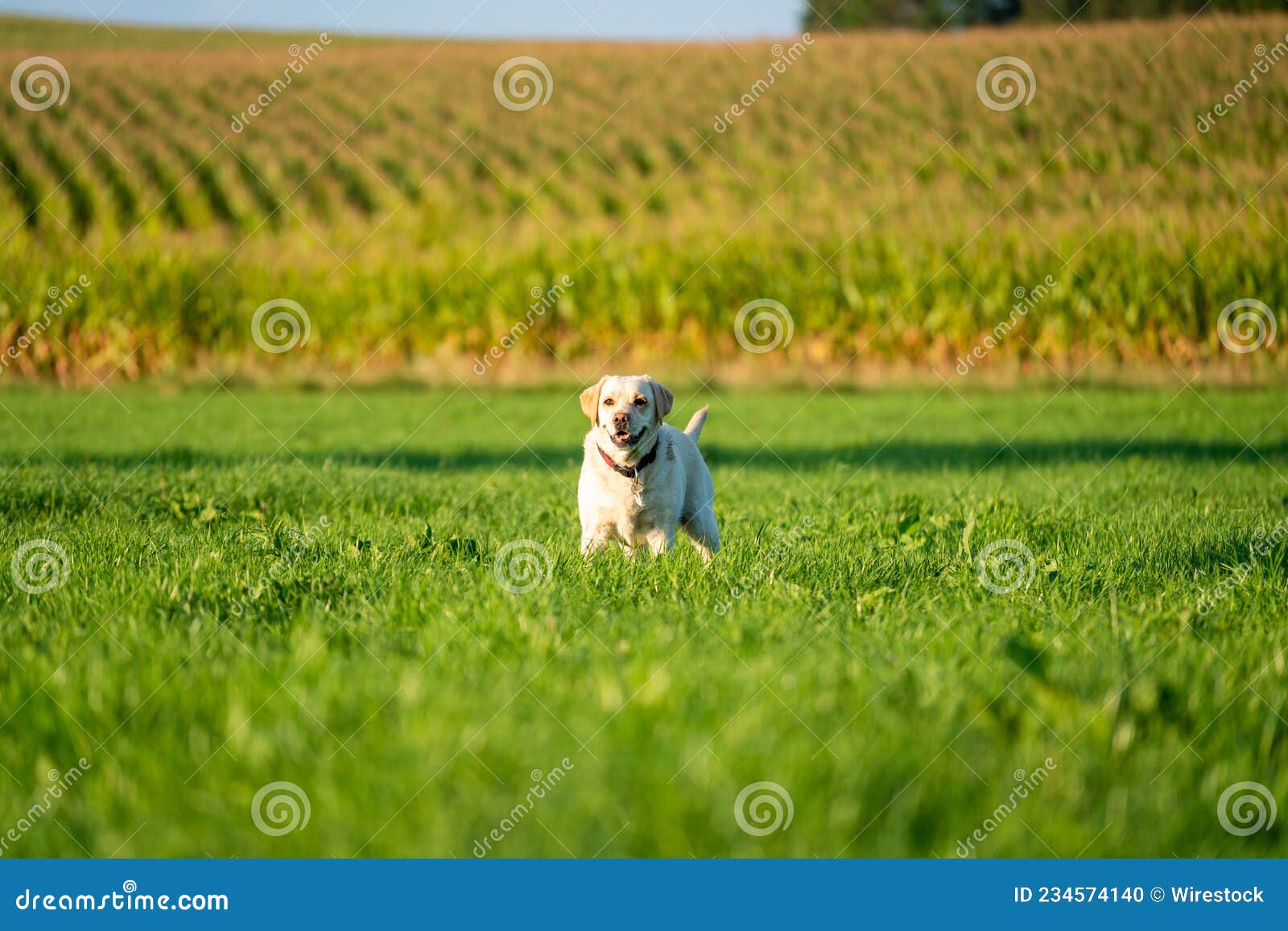 Cute Labrador Retriever Dog in the Field Stock Photo - Image of ...