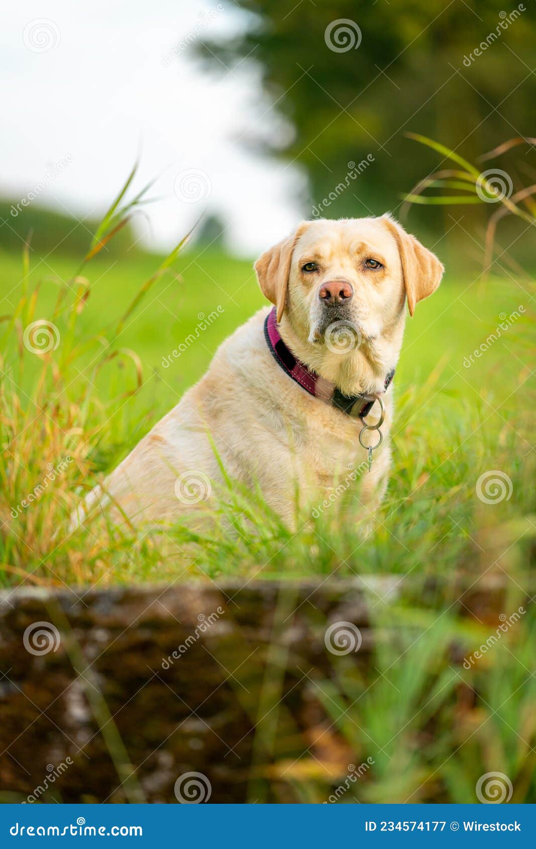 Cute Labrador Retriever Dog in the Field Stock Image - Image of furry ...