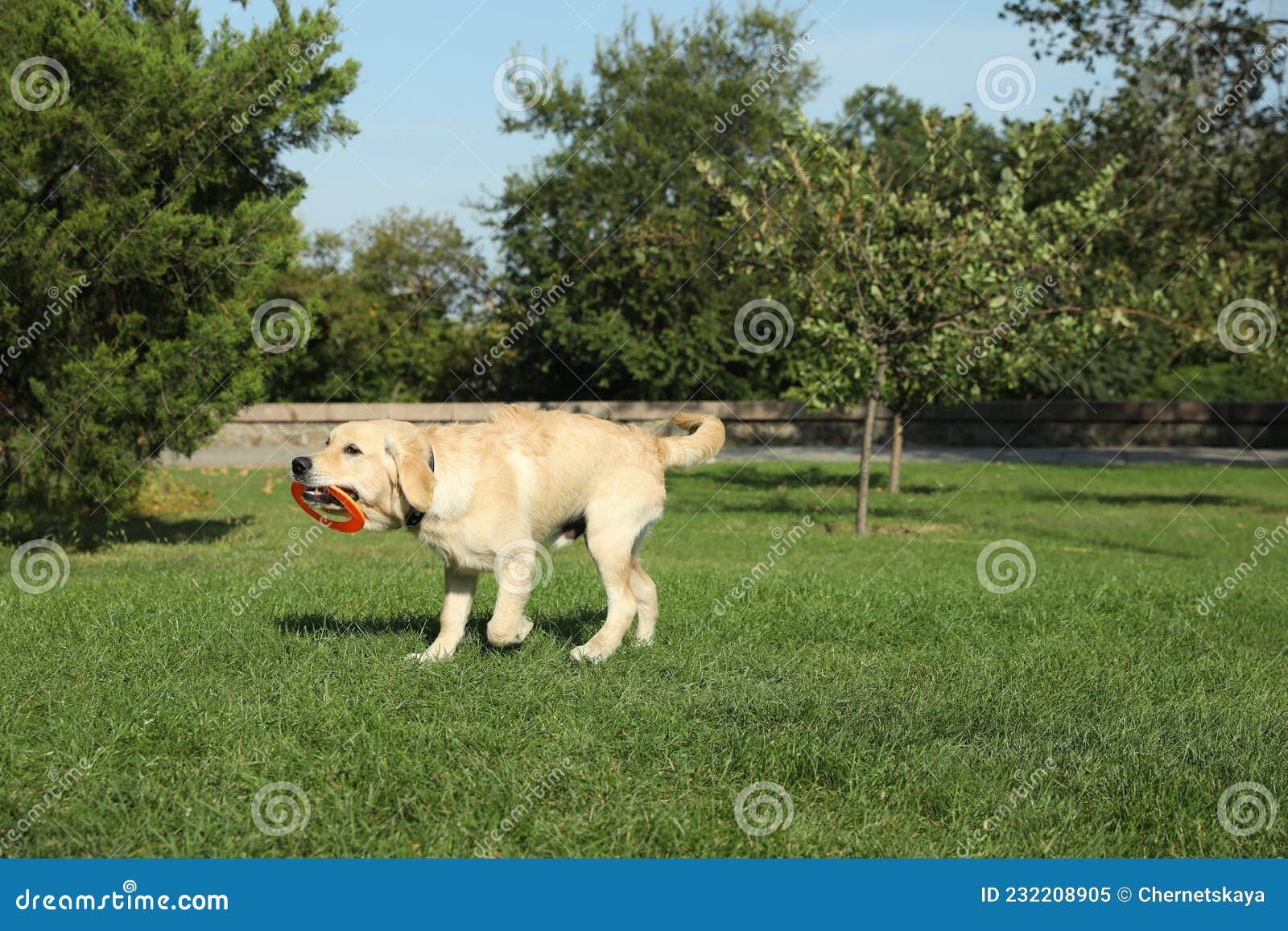 Cute Labrador Retriever Dog Playing with Flying Disk in Park Stock ...
