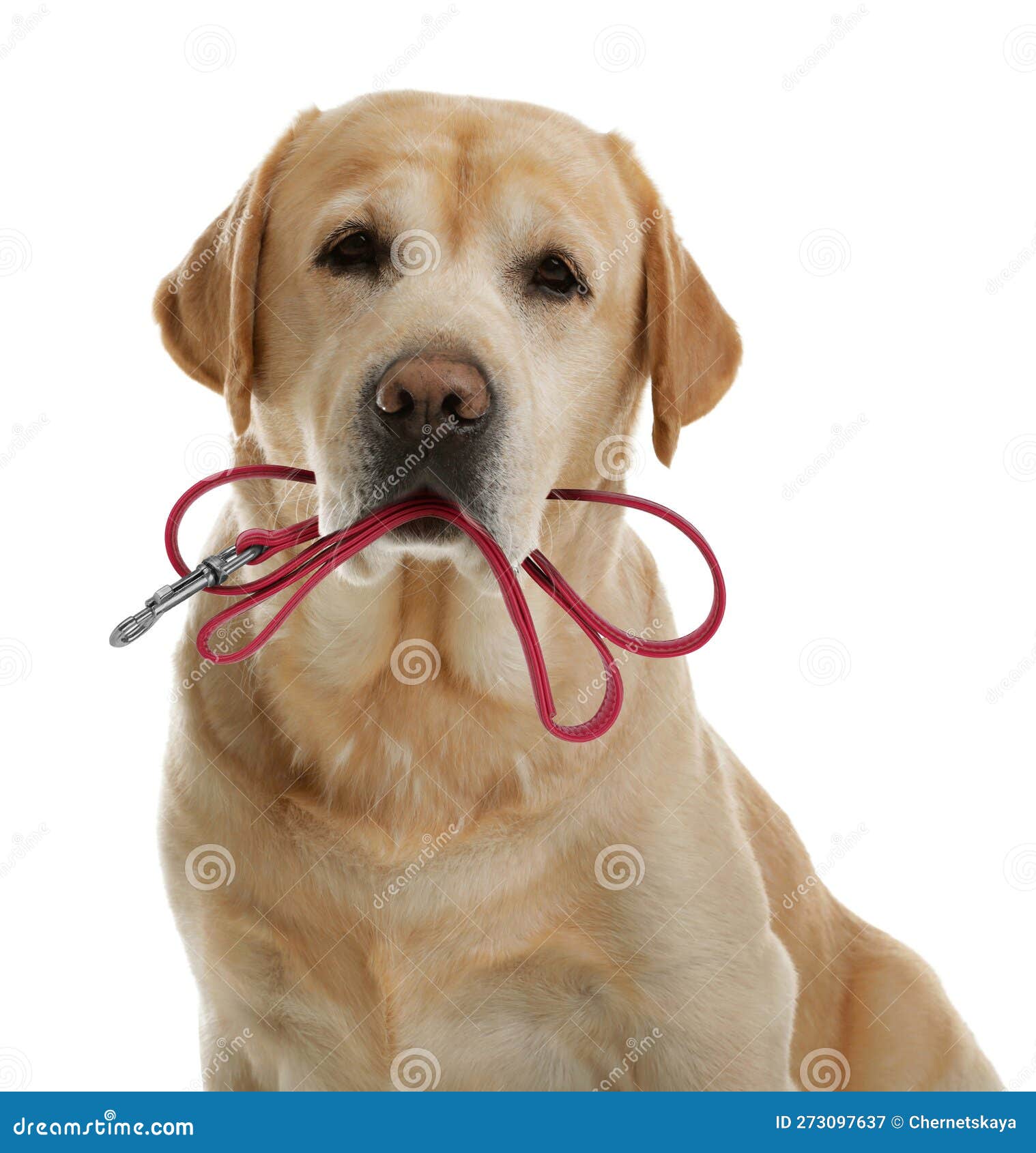 Cute Labrador Retriever Holding Leash in Mouth on White Background ...