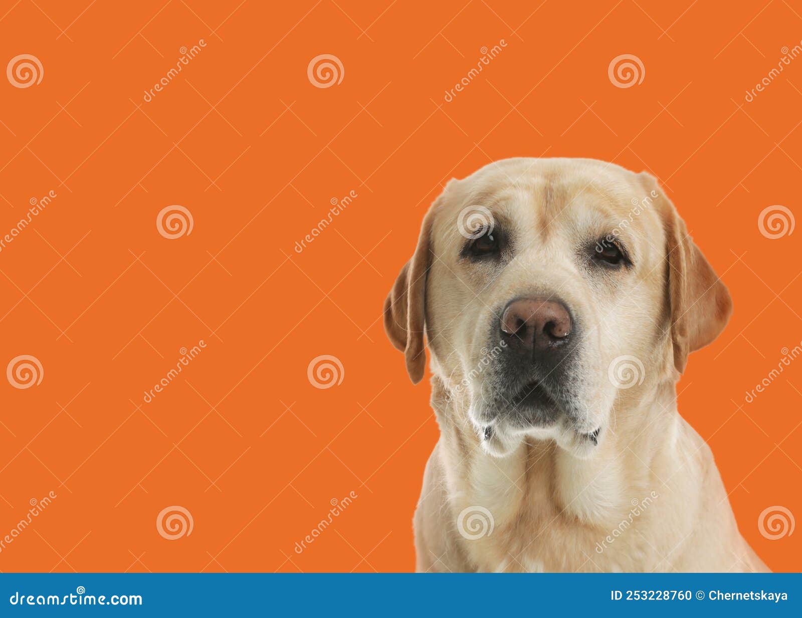 Cute Labrador Retriever on Orange Background. Space for Text Stock ...