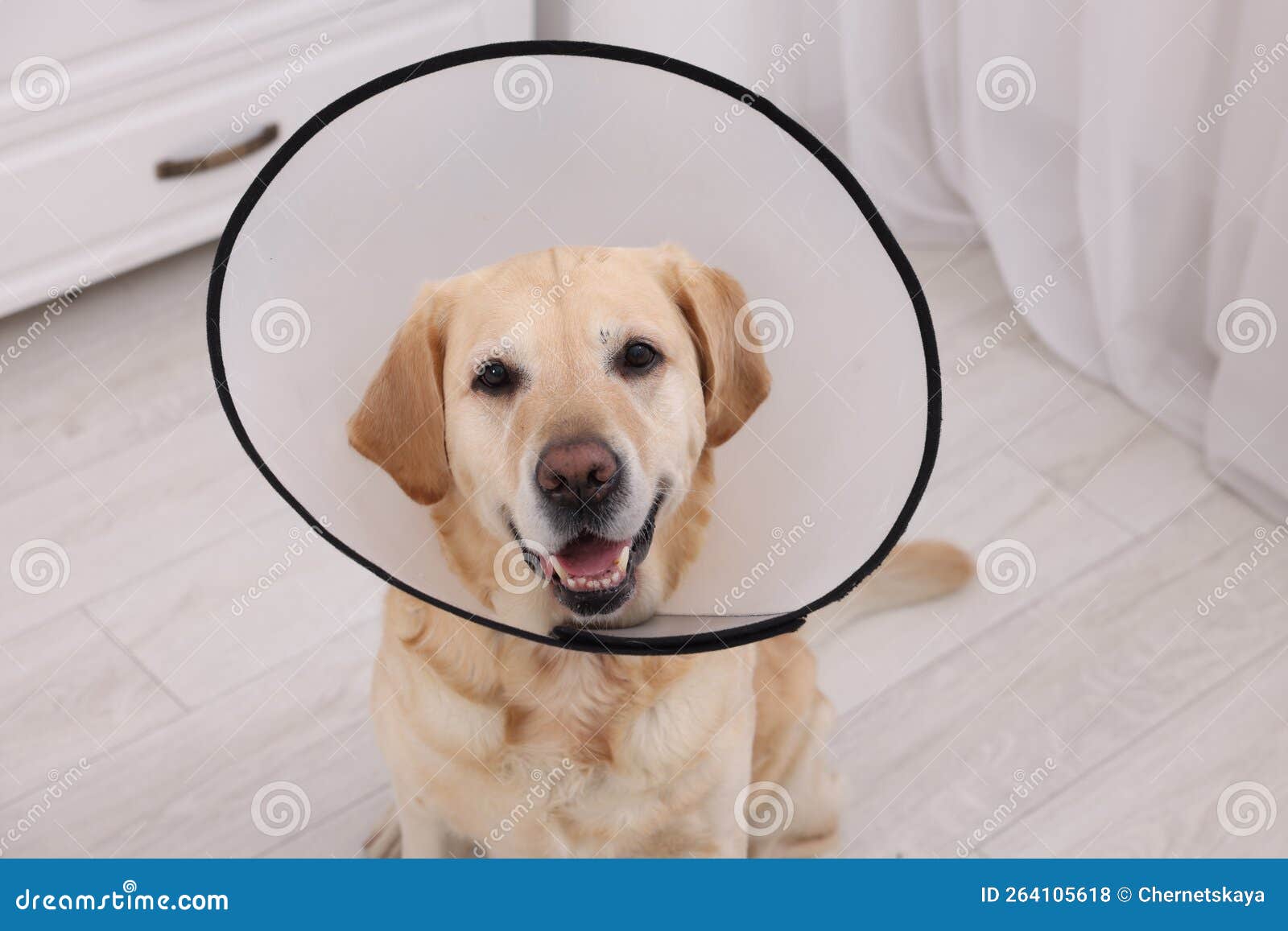 Cute Labrador Retriever with Protective Cone Collar in Room, Above View ...
