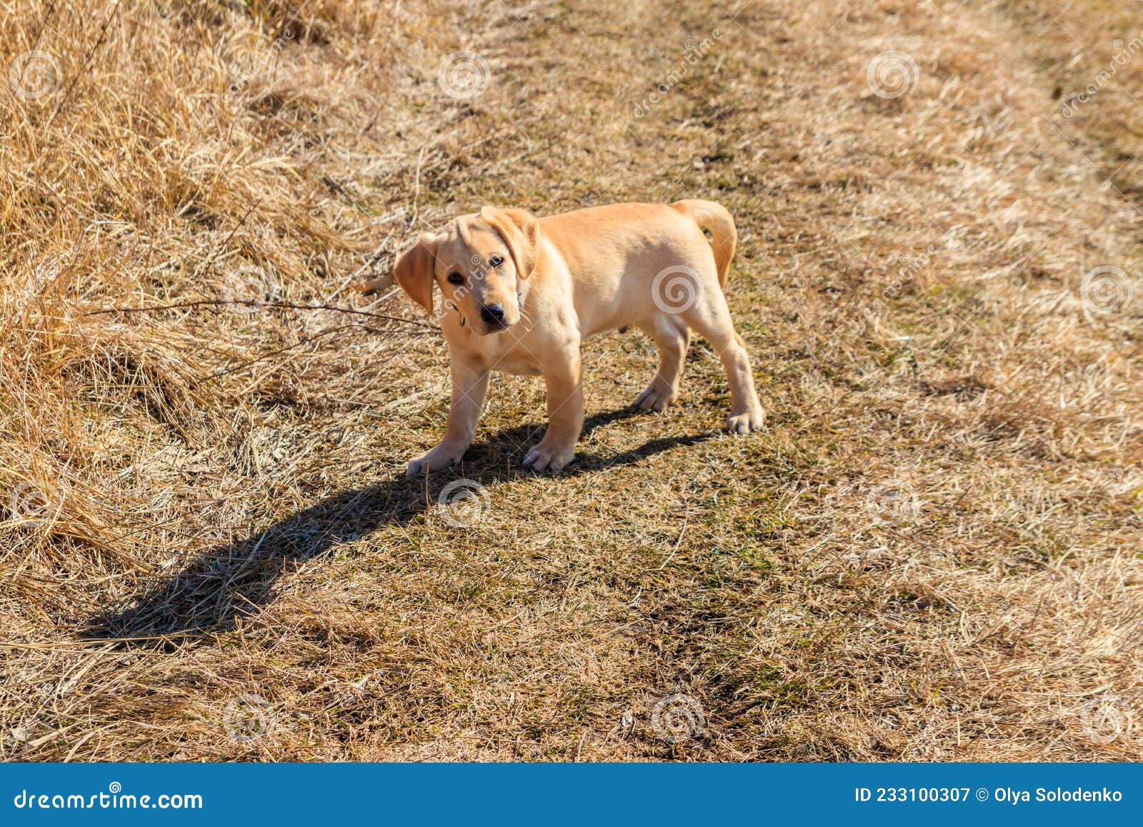 Cute Labrador Retriever Puppy Running on Meadow Stock Image - Image of ...