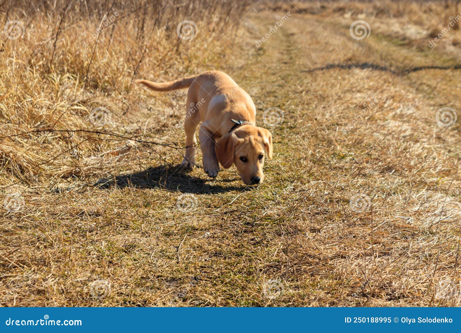 Cute Labrador Retriever Puppy Running on Meadow Stock Image - Image of ...
