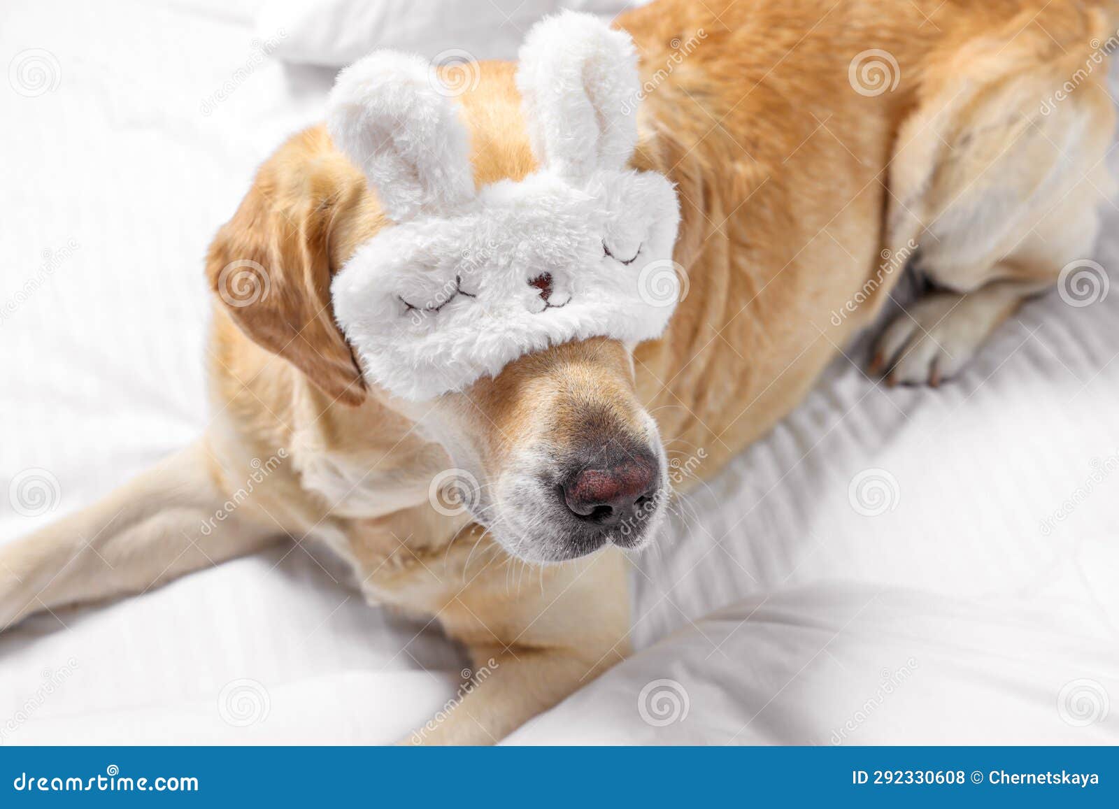 Cute Labrador Retriever with Sleep Mask Resting on Bed Stock Photo ...