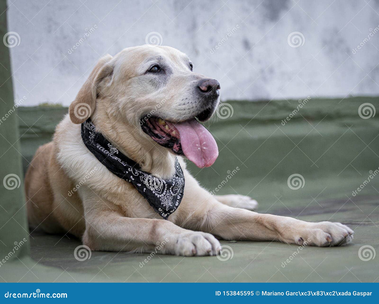 Cute labrador smiling stock image. Image of lonely, purebred - 153845595