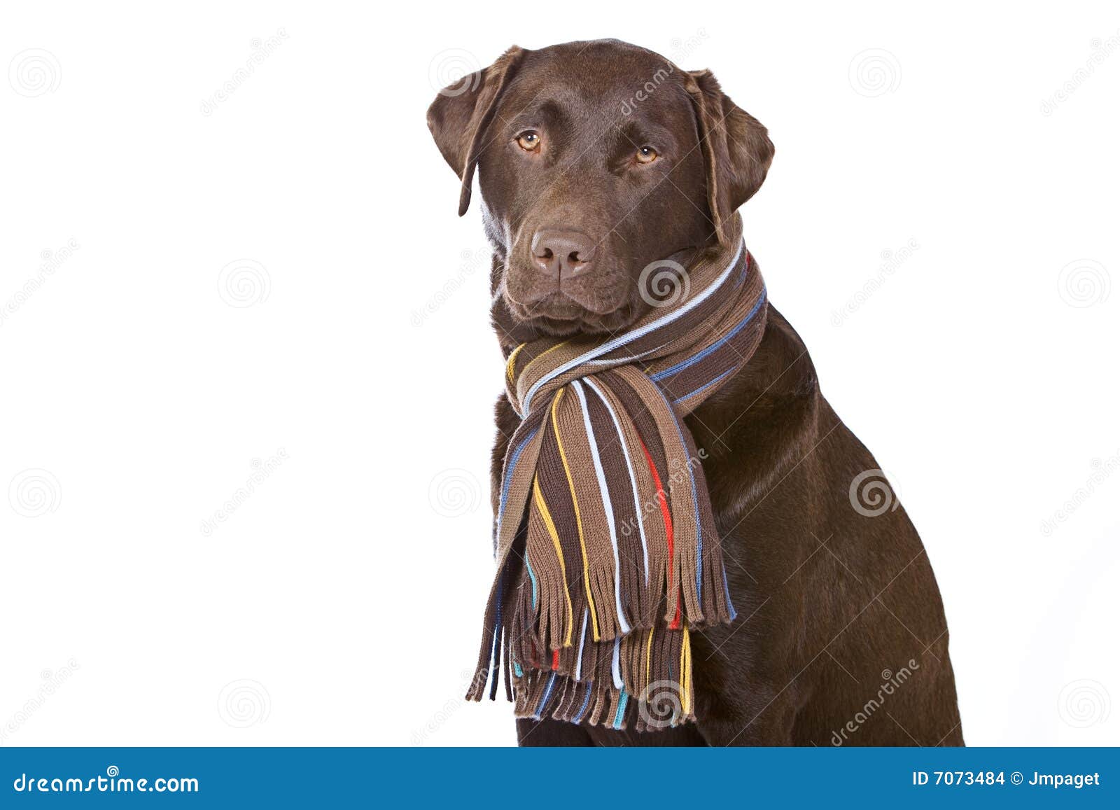 Cute Labrador with Winter Scarf Stock Photo - Image of scarf, labrador ...