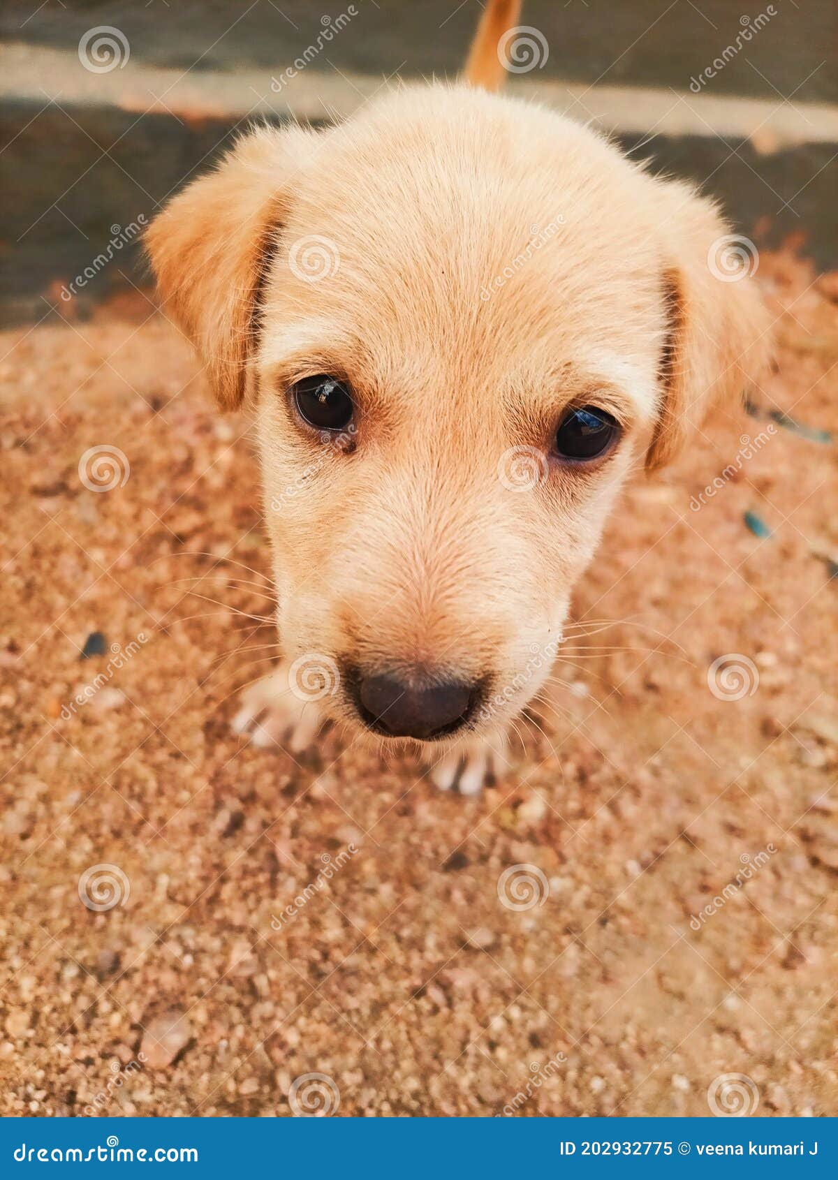 Cute Labro Puppy stock image. Image of labro, eyes, puppy - 202932775