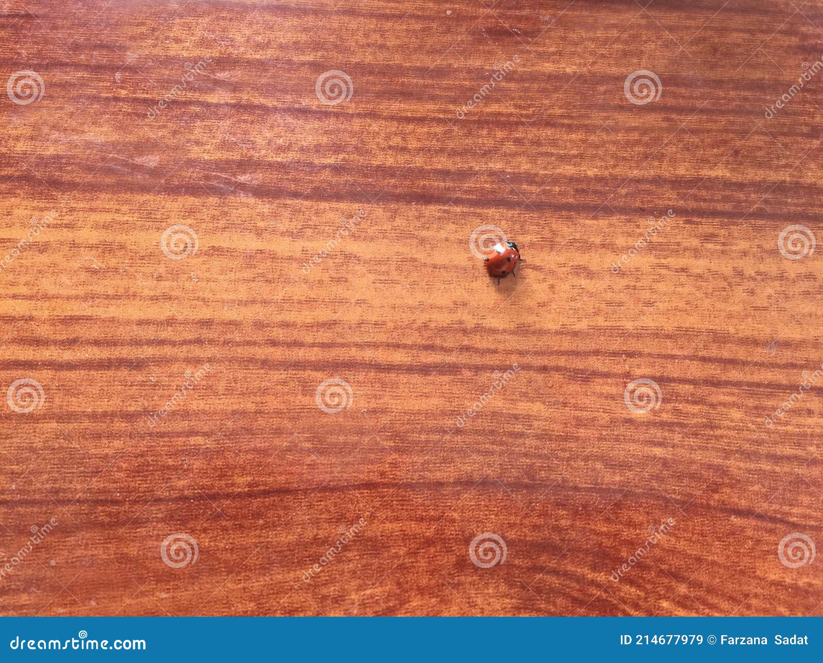 Cute Lady Bird in Top of Android Stock Image - Image of wood, android ...