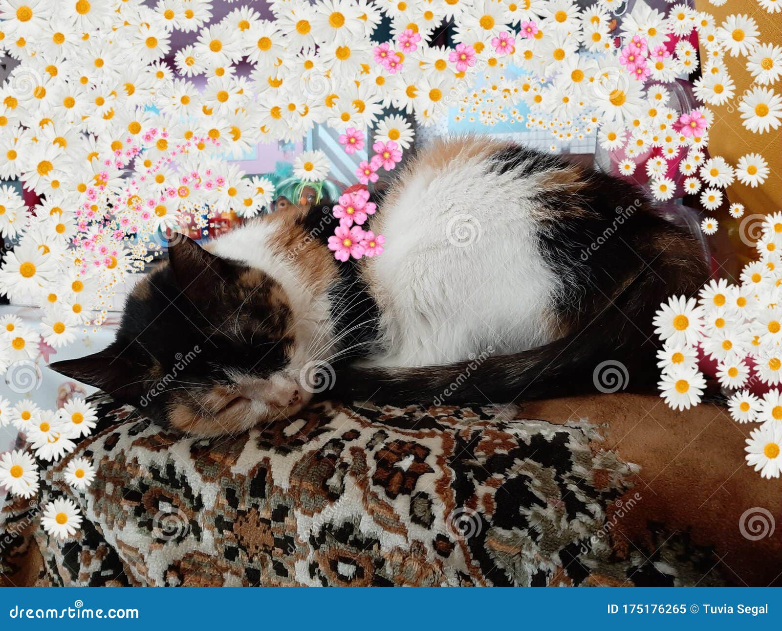 A Cute Lady Cat Having a Nap Stock Image - Image of lady, domestic ...