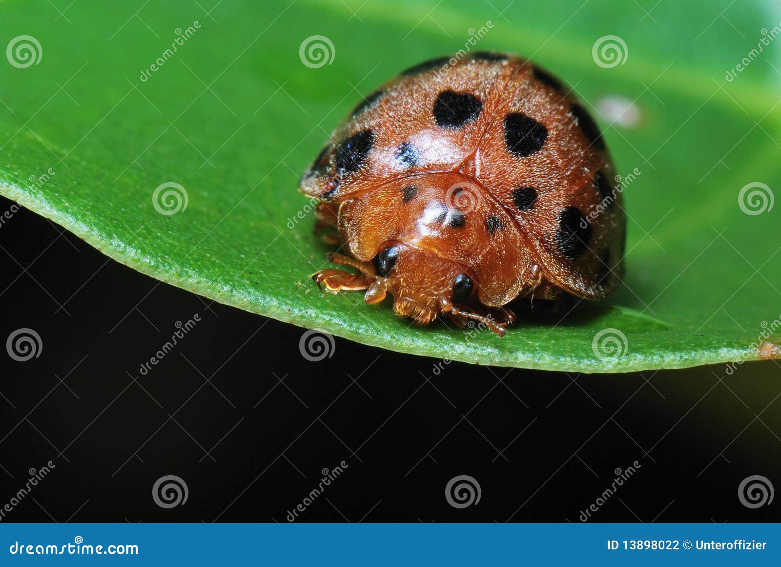 A Cute Ladybird stock photo. Image of colorful, aphids - 13898022