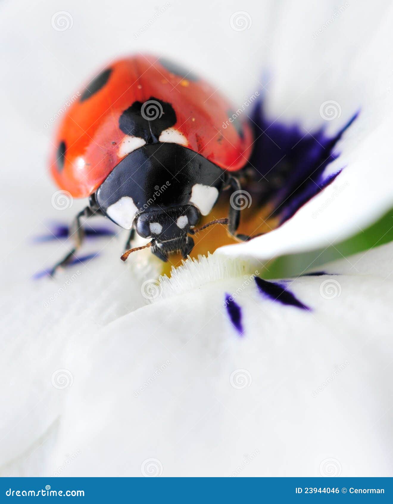Cute ladybird up close stock photo. Image of spots, labybird - 23944046