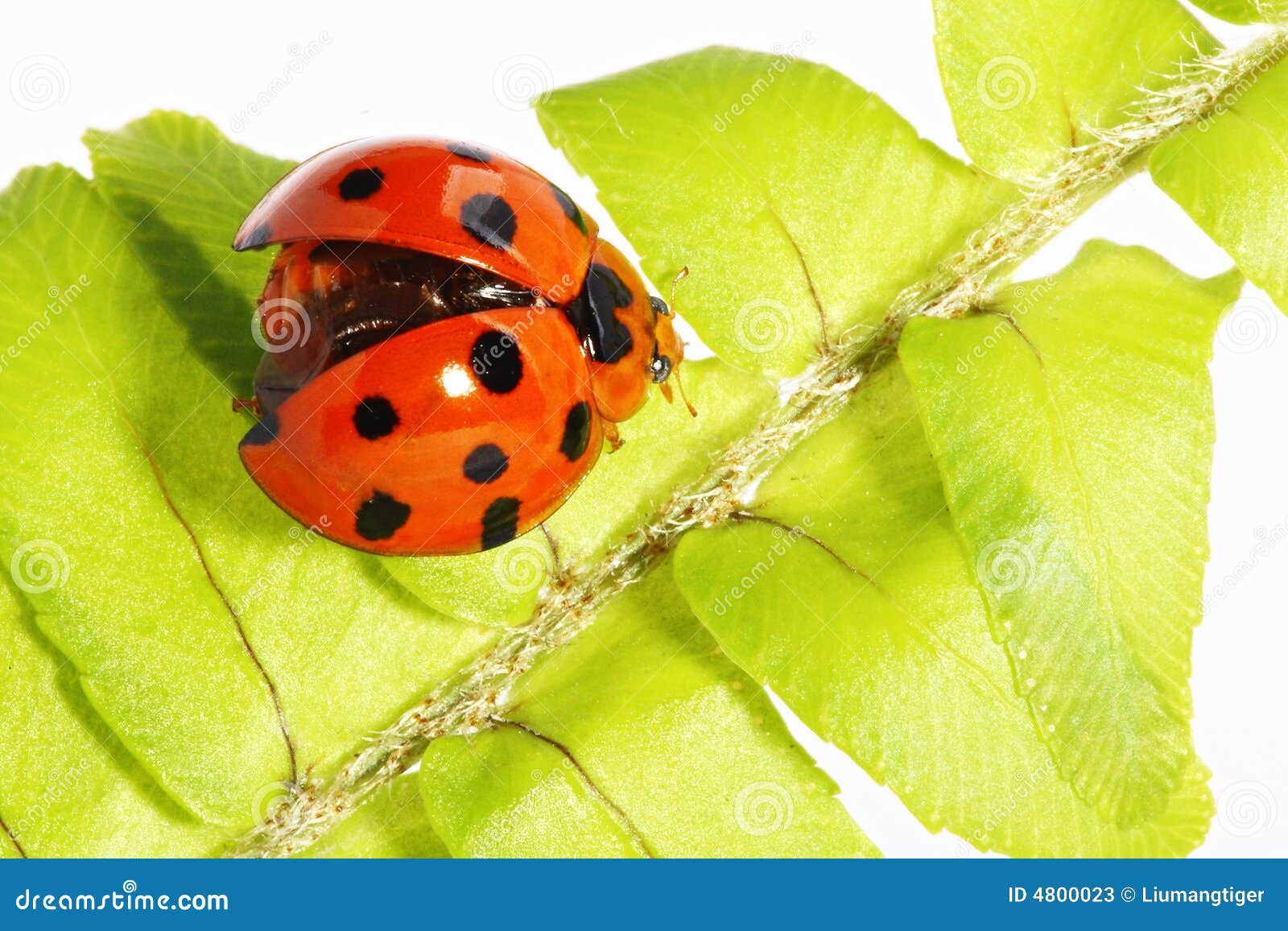 Cute ladybug stock image. Image of peace, leaves, cute - 4800023