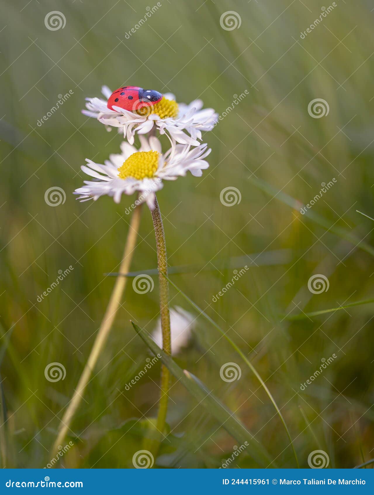 Ladybug Above On Green Leaves Background Stock Photography ...