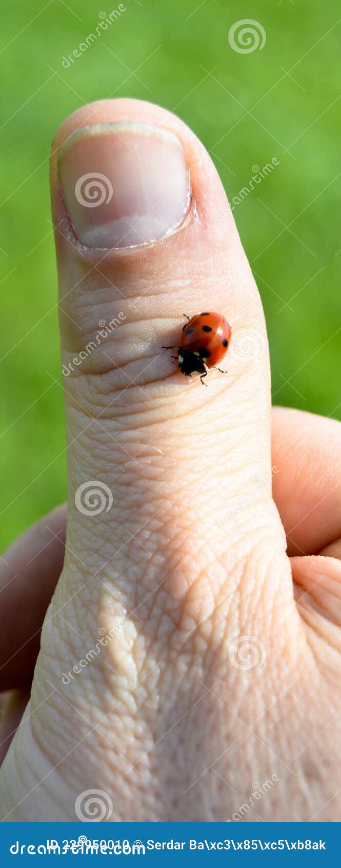 Cute Ladybug on the Finger between the Grass Stock Photo - Image of ...