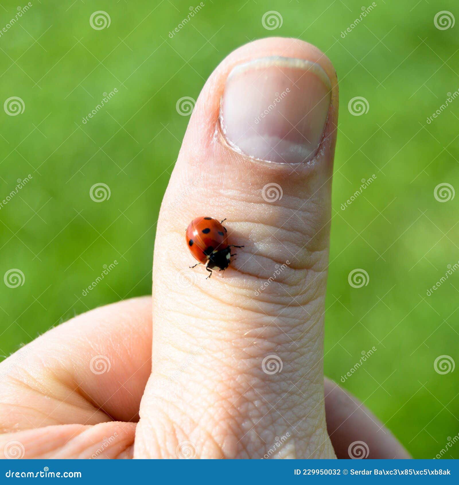 Cute Ladybug on the Finger between the Grass Stock Photo - Image of ...