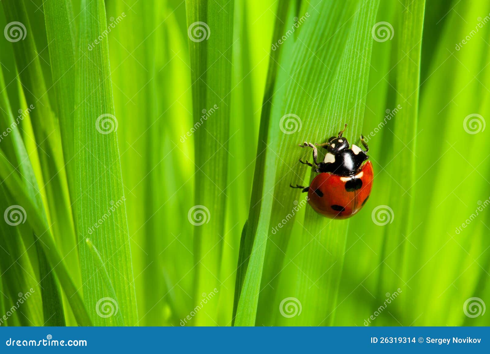 Cute ladybug on the grass stock photo. Image of drop - 26319314