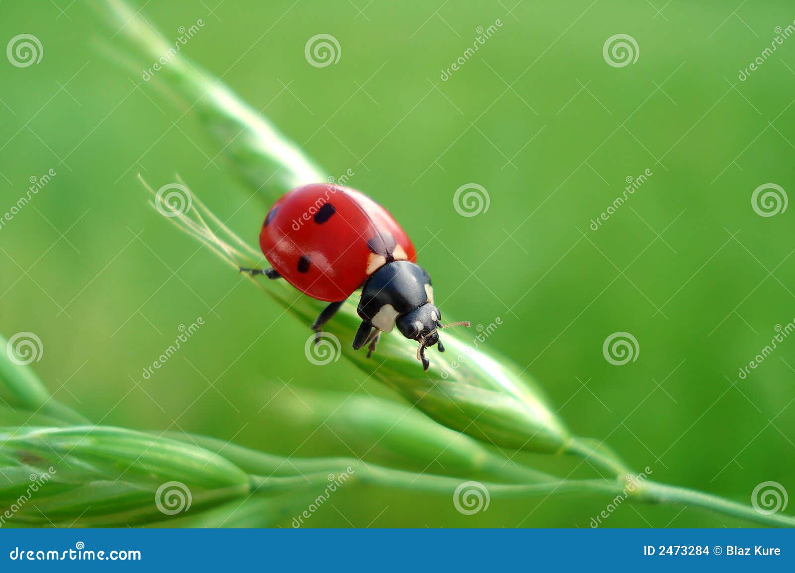 Cute LadyBug - Happyness Sign Stock Photo - Image of animal, crawl: 2473284