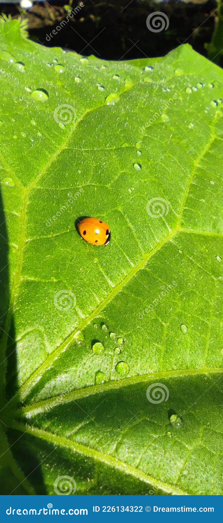 Cute Ladybug Crayon Pastel Drawing Royalty-Free Stock Photography ...