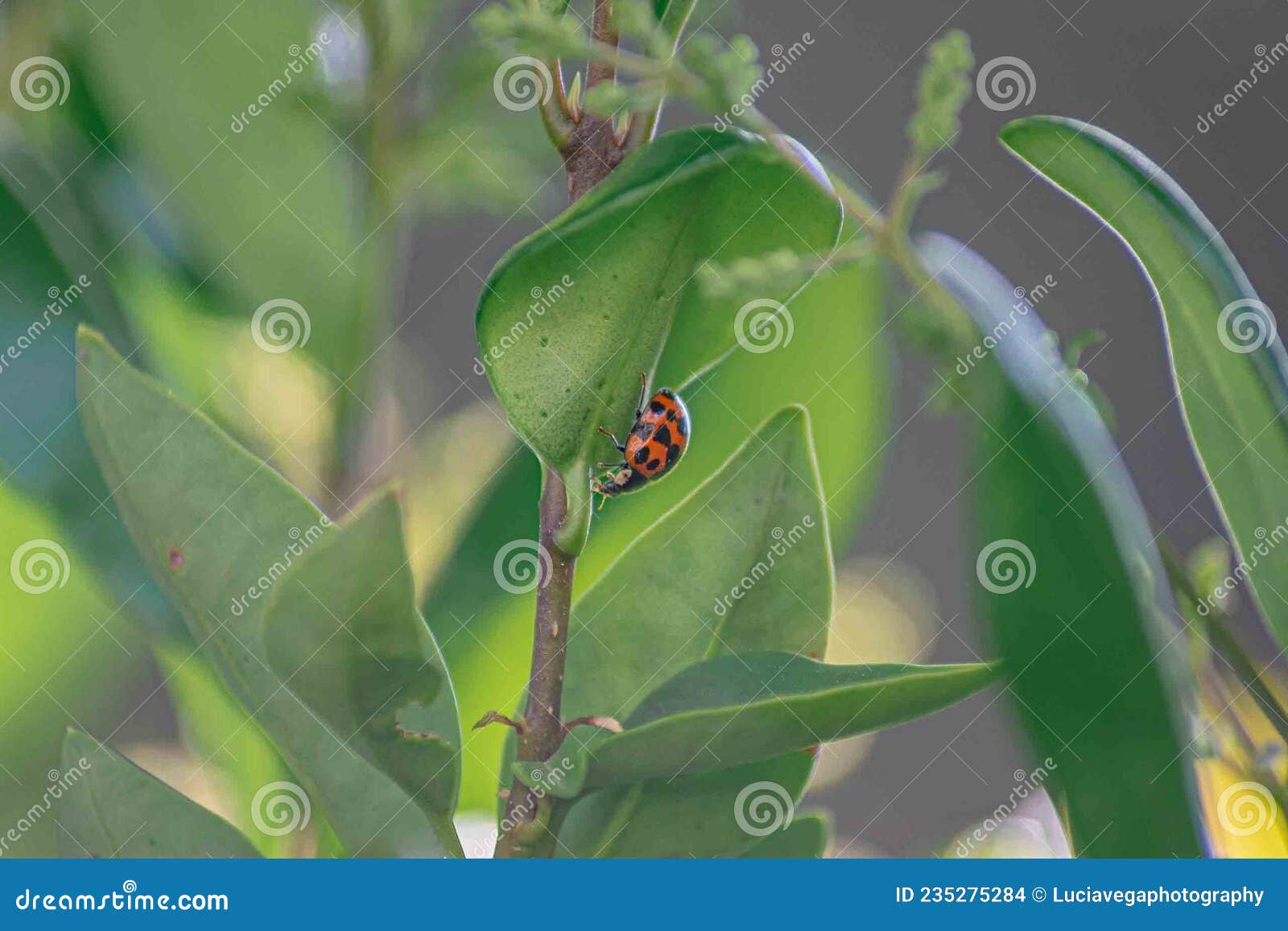 Cute Ladybug Crayon Pastel Drawing Royalty-Free Stock Photography ...