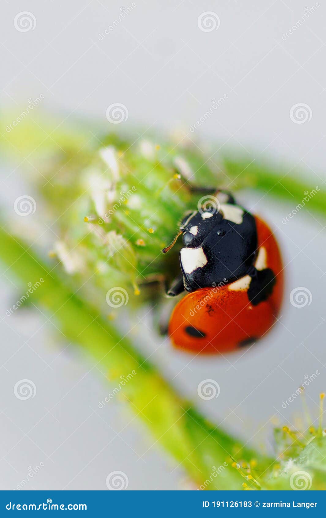 Cute ladybug on a leaf stock image. Image of ladybug - 191126183