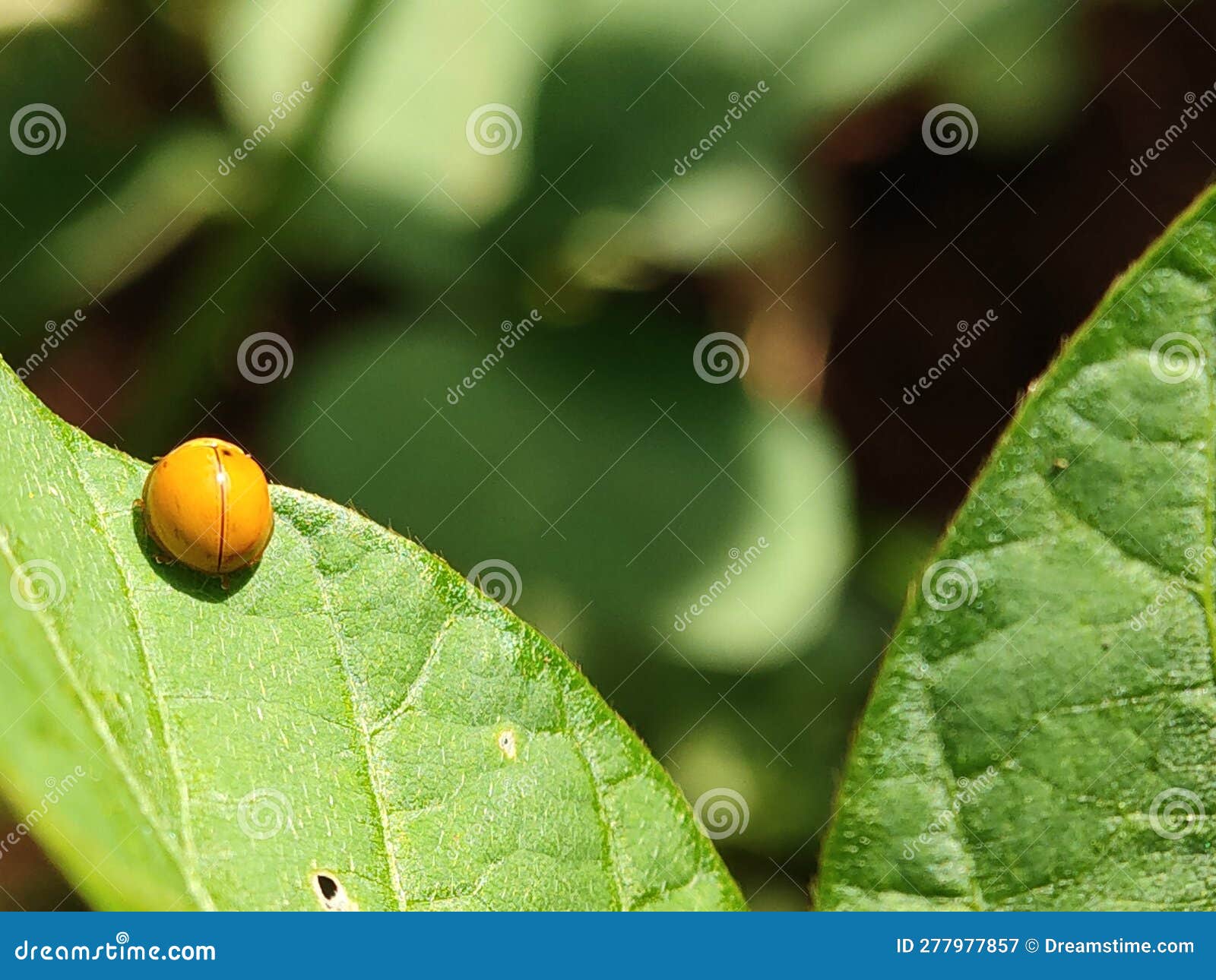 Cute ladybug sunbathing stock image. Image of sunbathing - 277977857