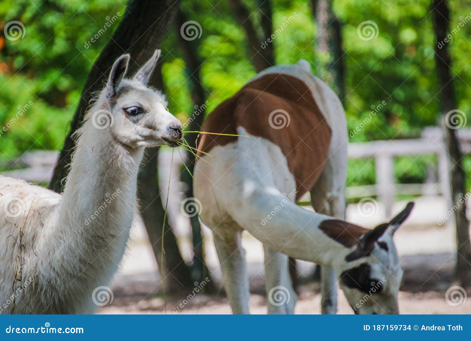 Cute lama eating the grass stock photo. Image of livestock - 187159734