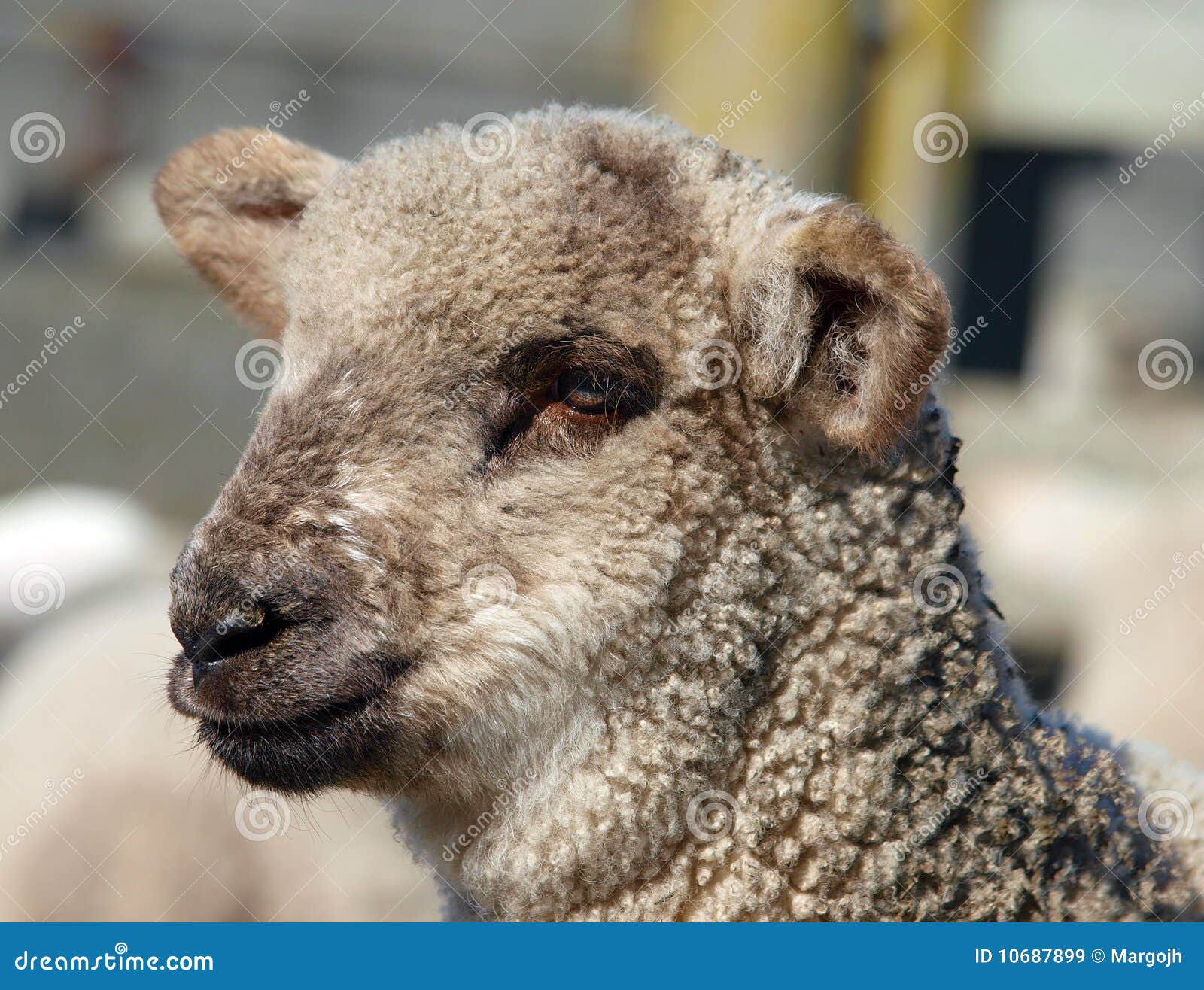 Cute Lamb stock image. Image of animal, natural, brown - 10687899
