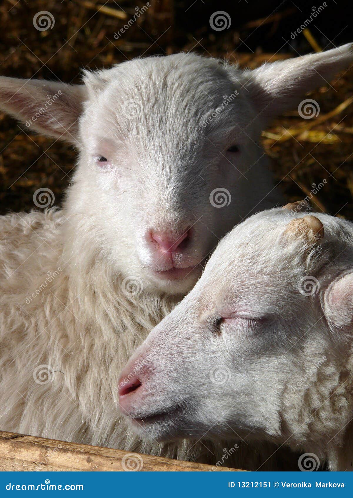 Cute lamb stock image. Image of lamb, horn, lovely, animals - 13212151