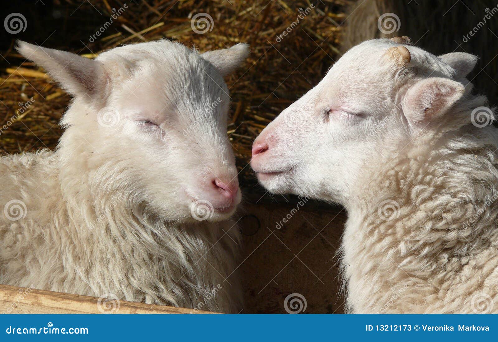 Cute lamb stock image. Image of little, sleep, suckling - 13212173