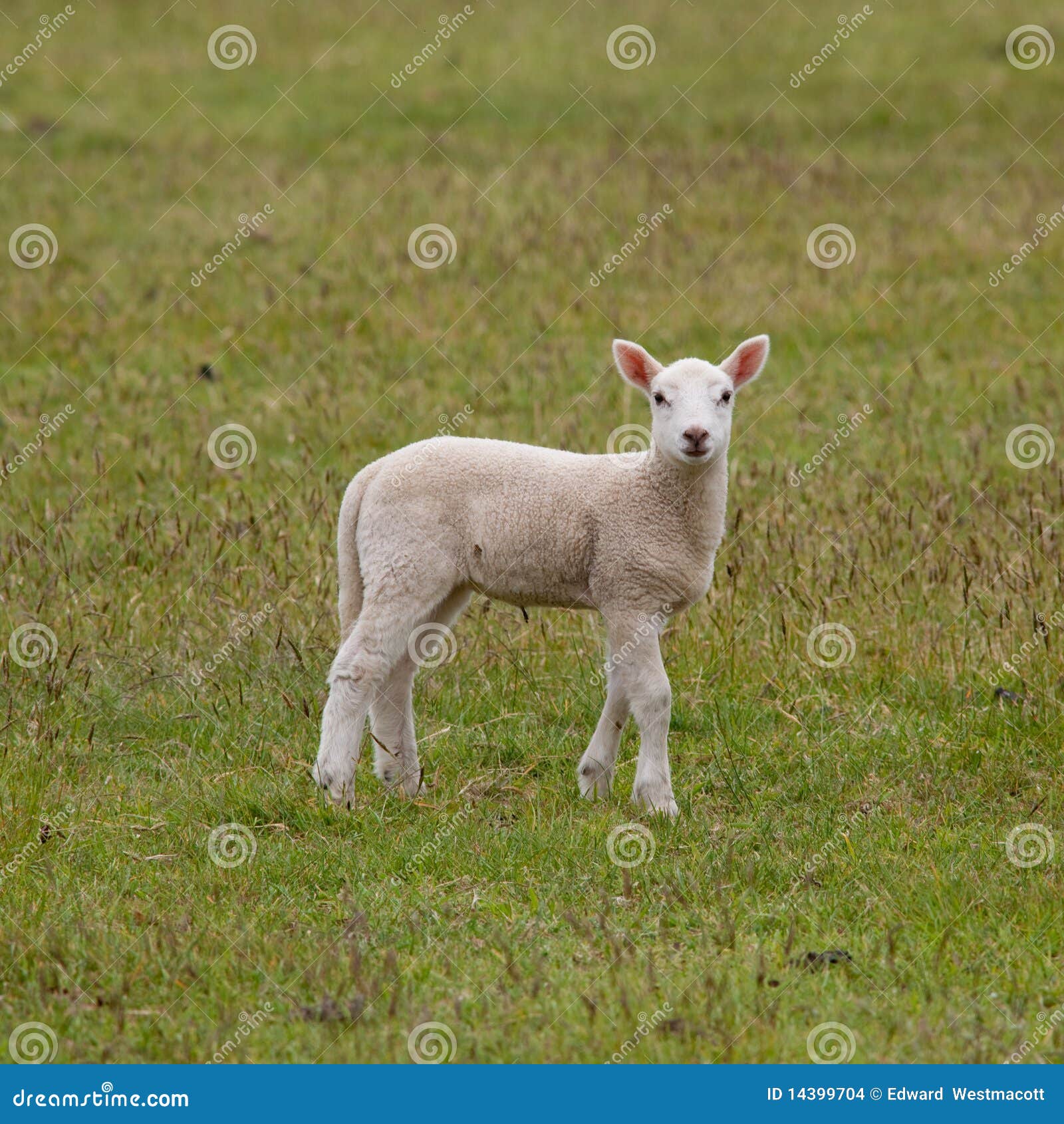 Cute Lamb stock photo. Image of lamb, small, little, animal - 14399704