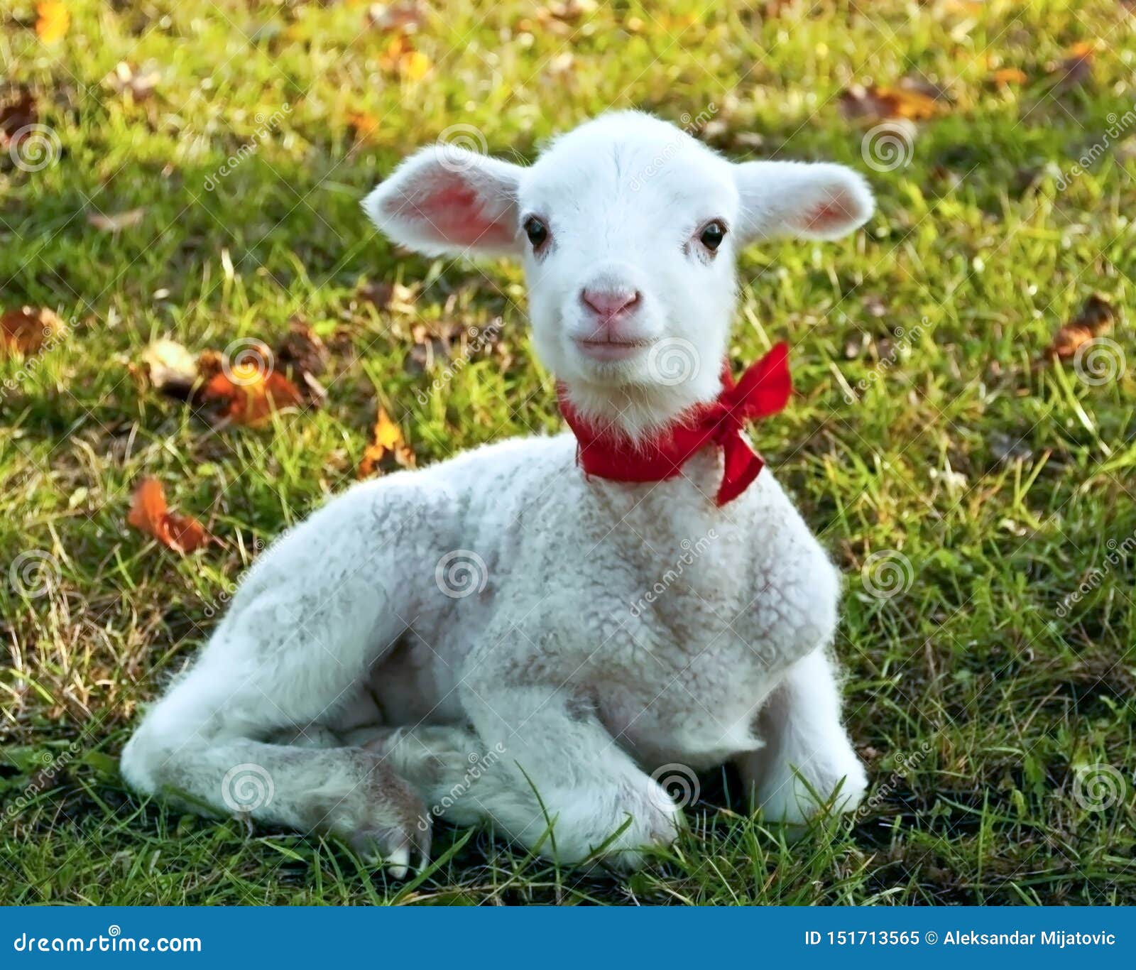 Cute lamb stock image. Image of ears, adolescent, innocent - 151713565