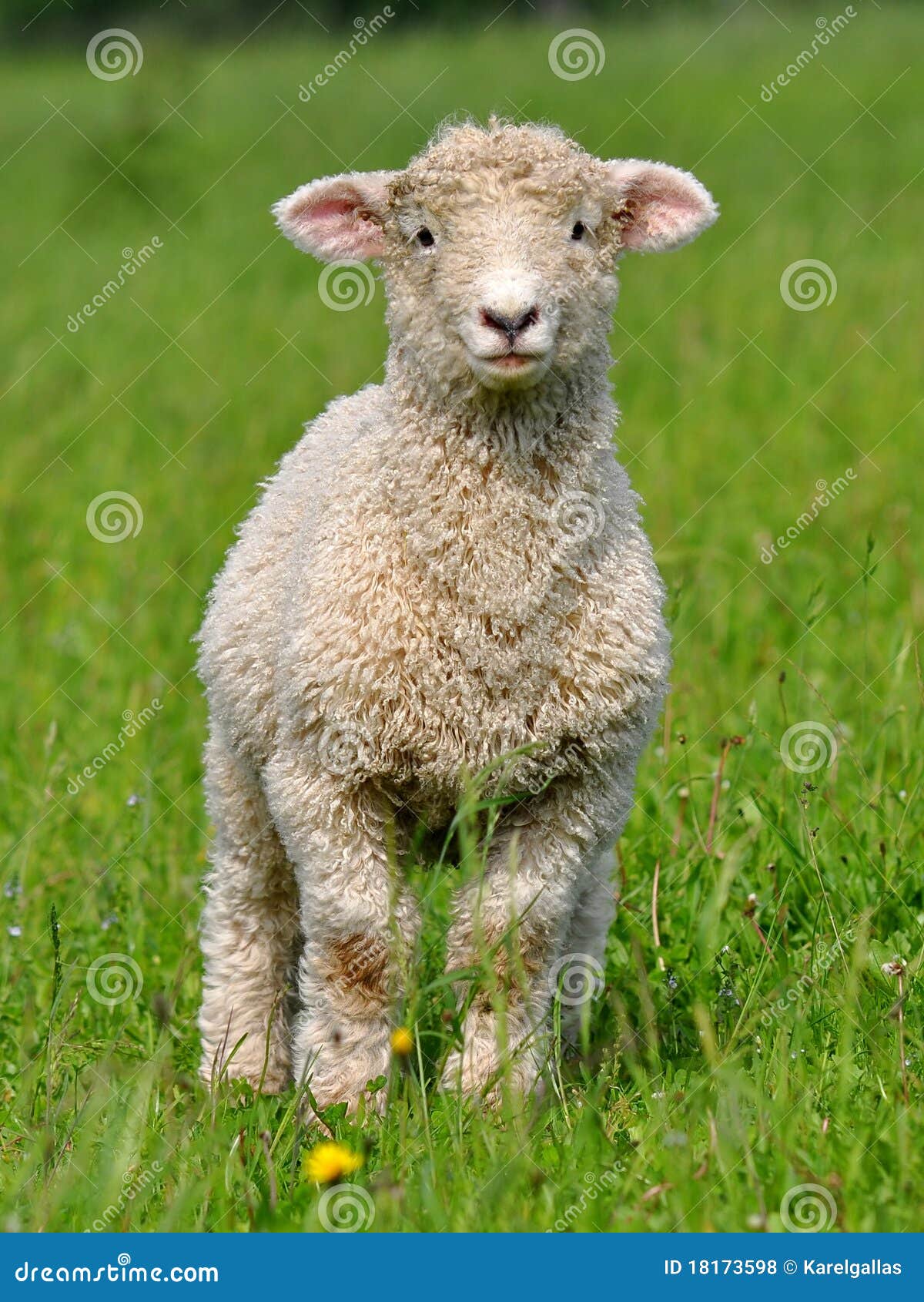 Cute lamb stock photo. Image of agriculture, mammal, maternal - 18173598