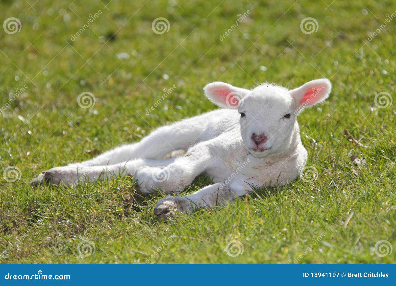 Cute lamb stock image. Image of agriculture, agricultural - 18941197