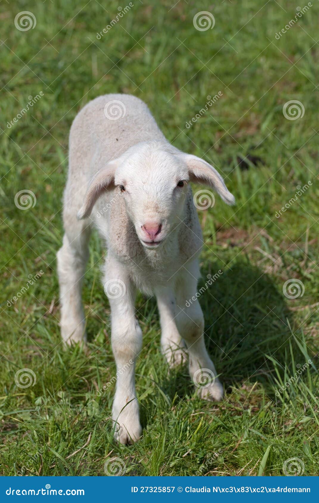 Cute lamb stock image. Image of mammal, baby, lamb, animal - 27325857
