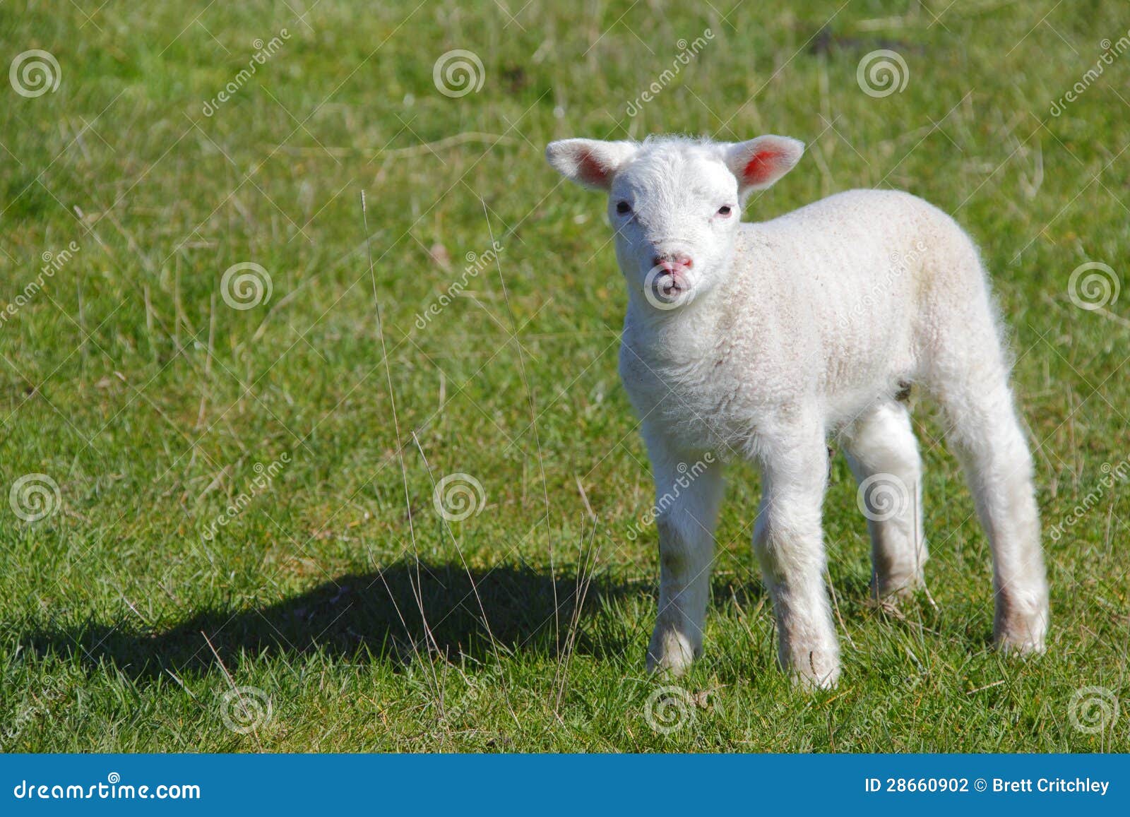 Cute lamb stock photo. Image of animal, seasonal, agriculture - 28660902